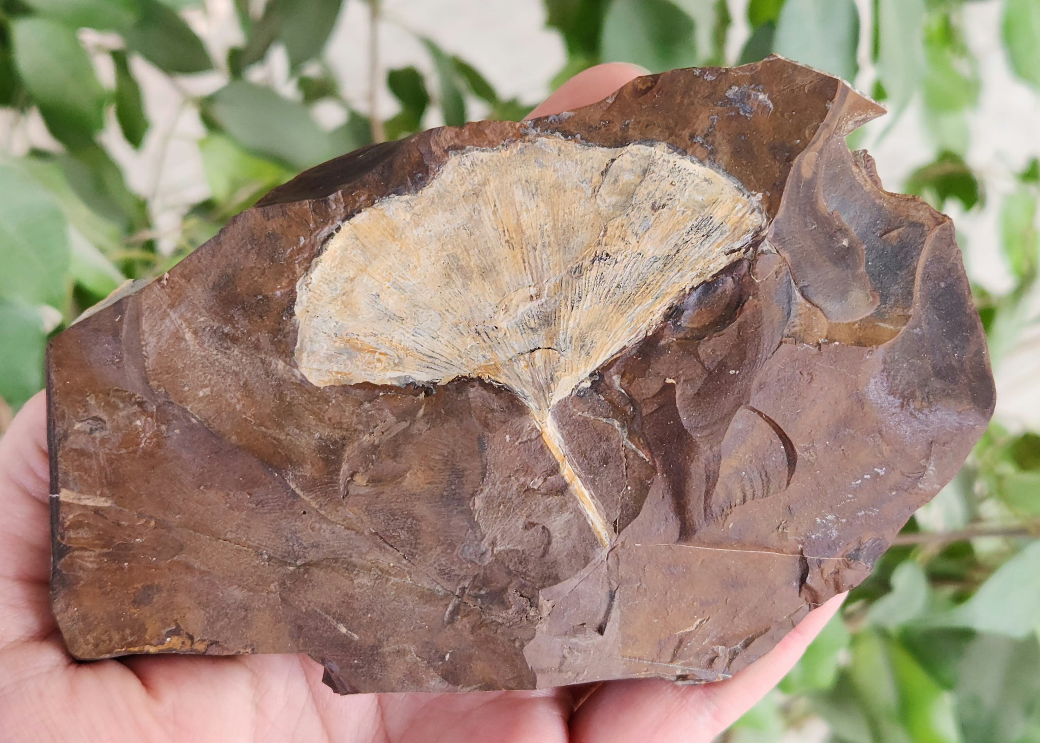 Fossils For Sale | Authenticity Guaranteed — In Stone Fossils