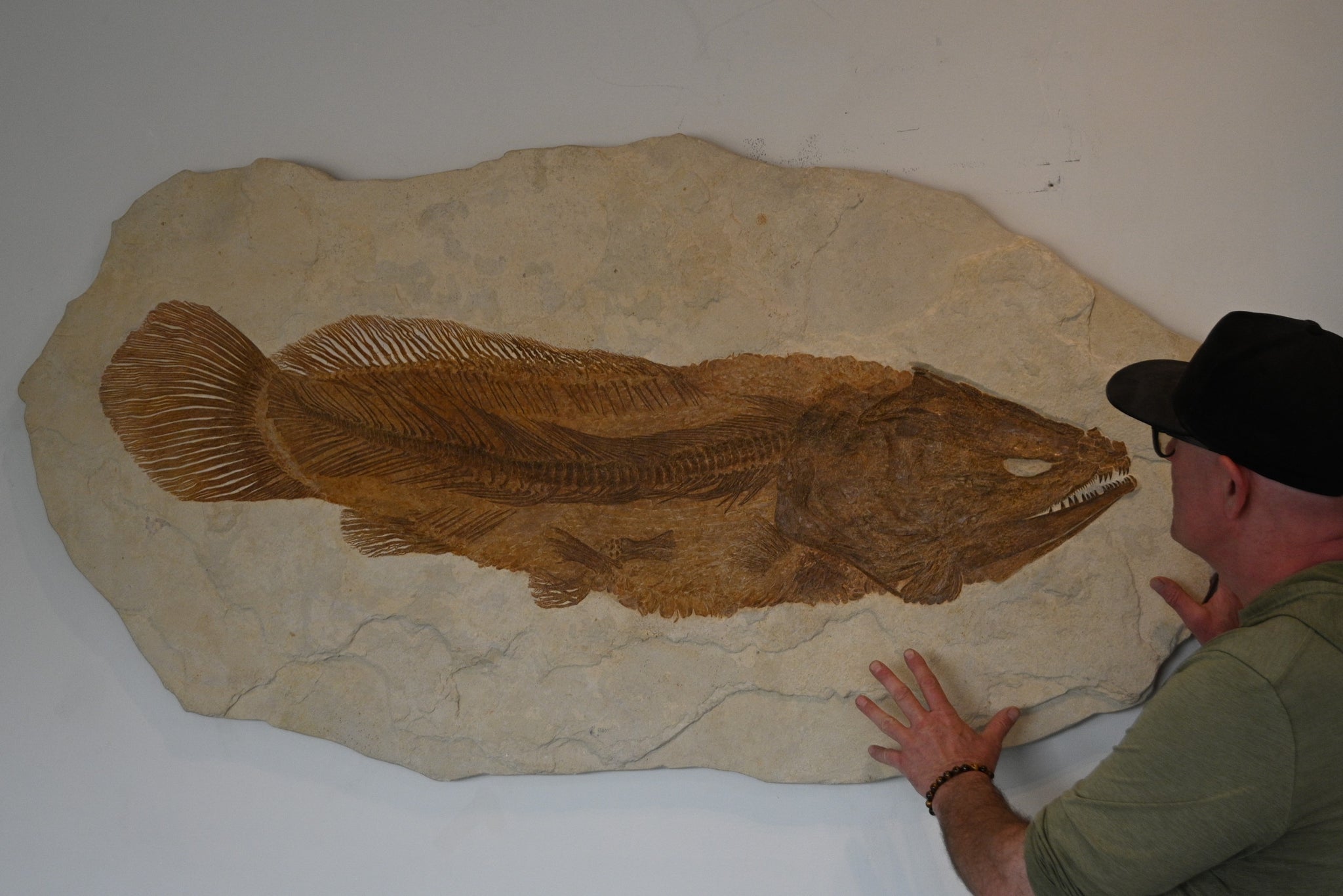 Green River Formation Fossils — In Stone Fossils