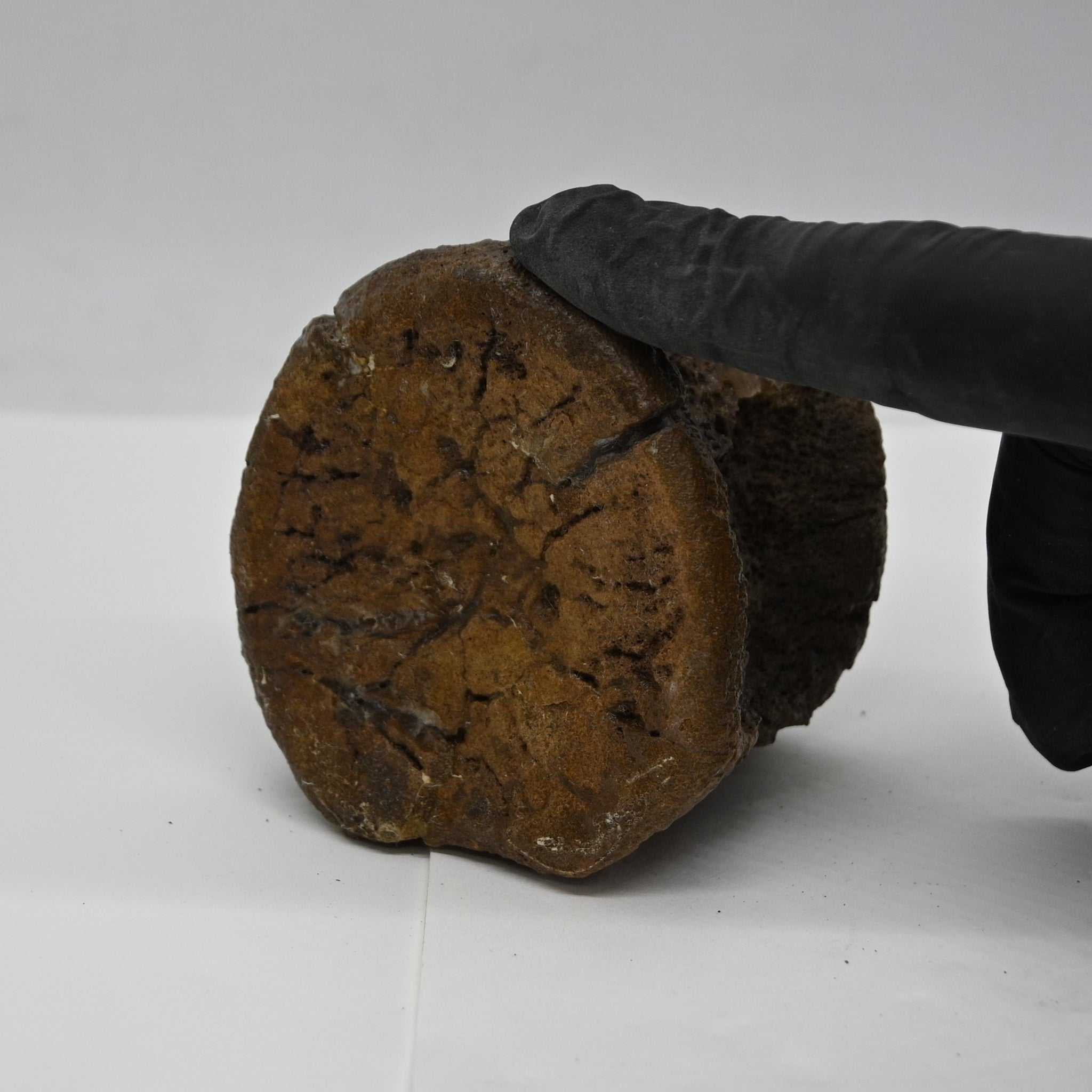 Fossils For Sale | Authenticity Guaranteed — In Stone Fossils