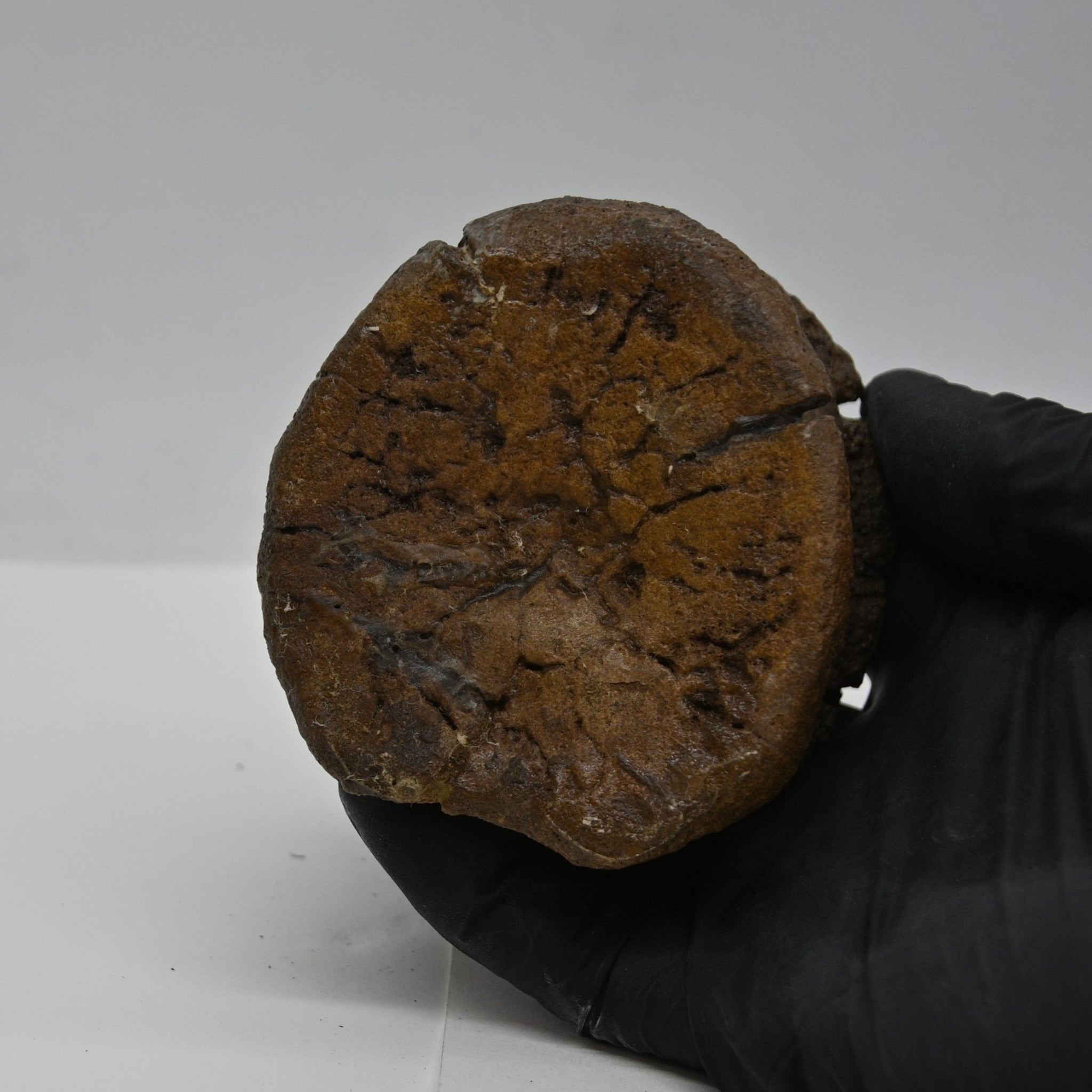 Fossils For Sale | Authenticity Guaranteed — In Stone Fossils