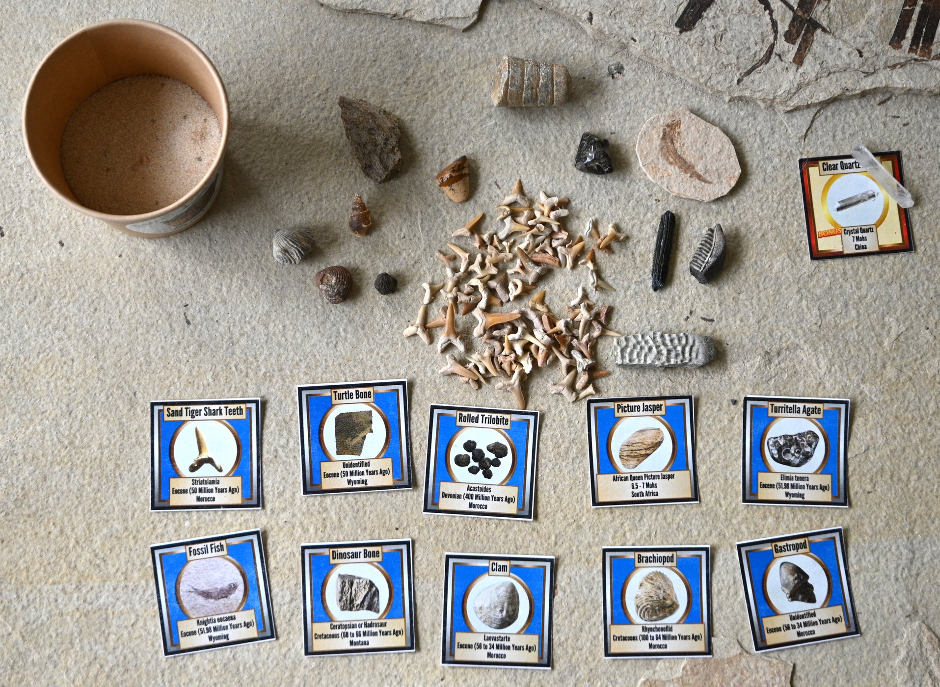 Mini Fossil Discovery Bucket 8860600598750 — In Stone Fossils