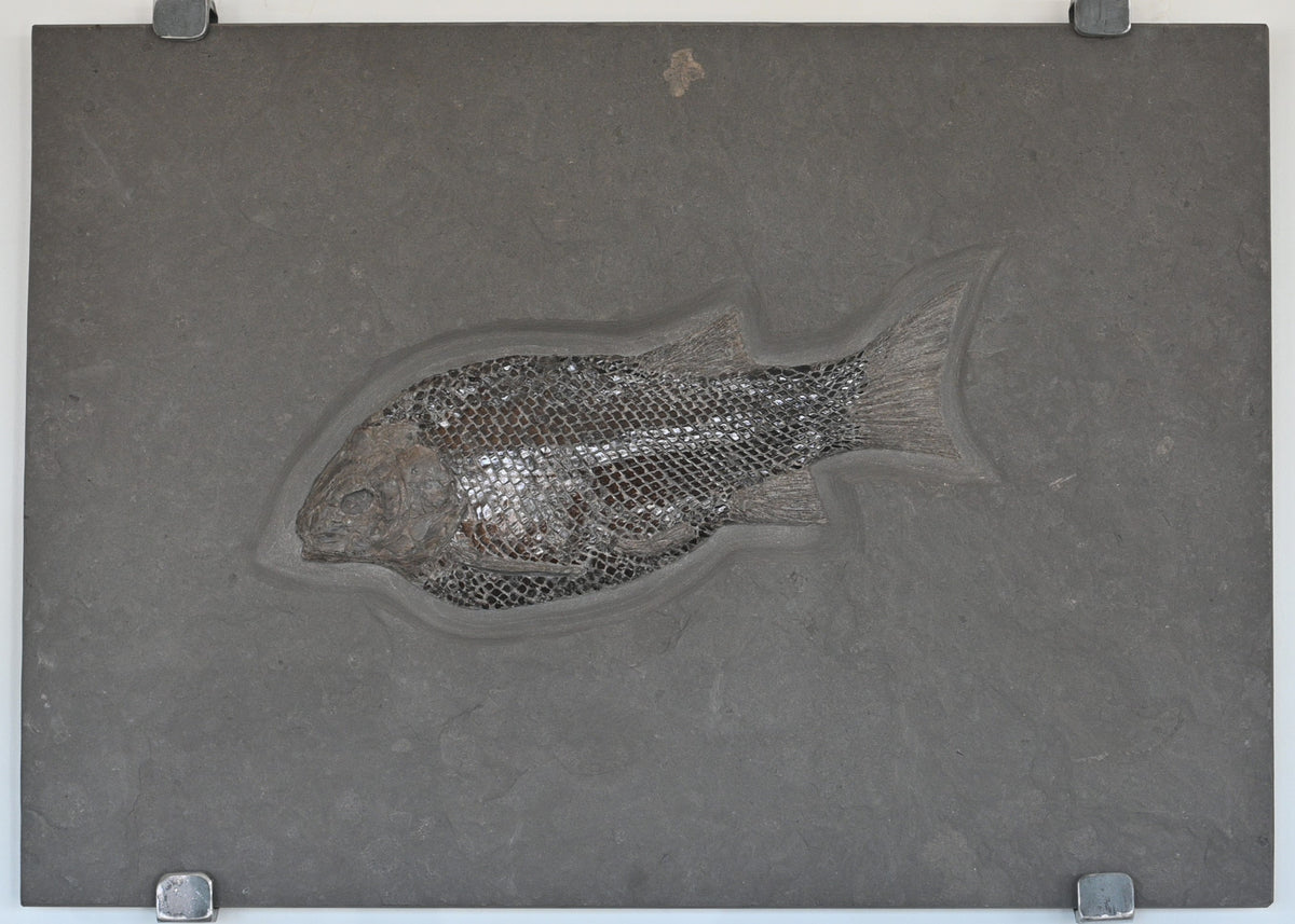 Jurassic Fish | Lepidotes | Germany 8336817193182 — In Stone Fossils