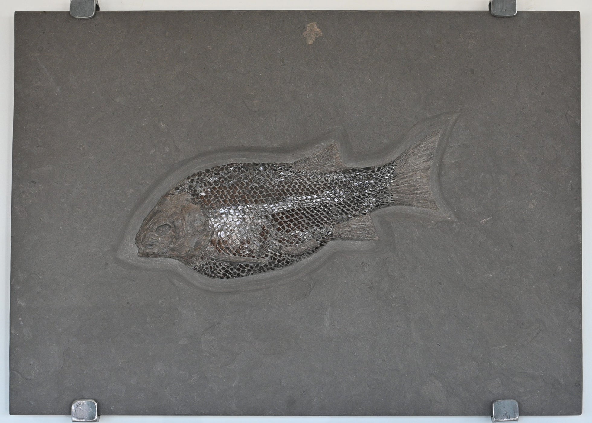 Fossils For Sale | Authenticity Guaranteed — In Stone Fossils