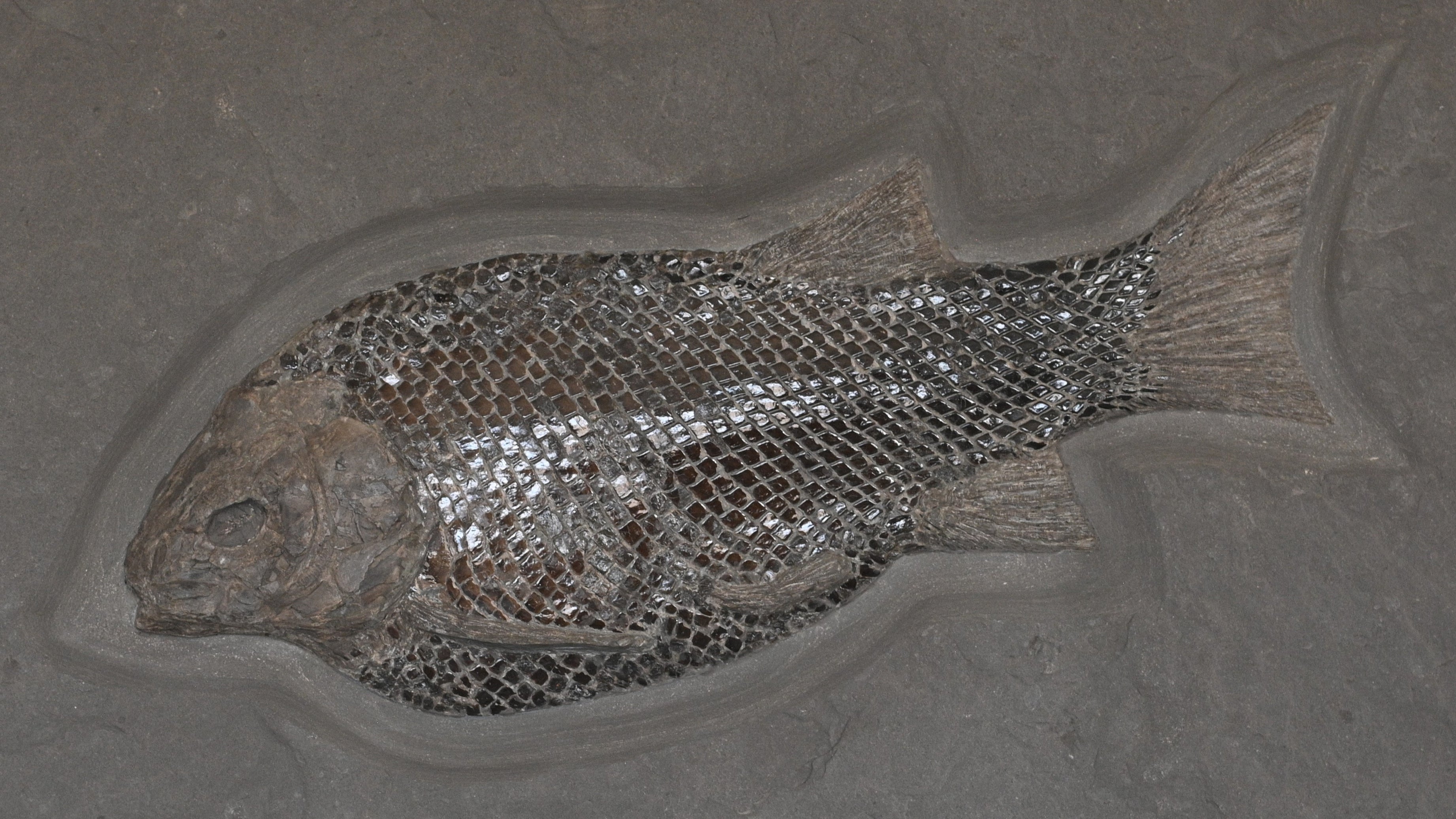 Fossils For Sale | Authenticity Guaranteed — In Stone Fossils