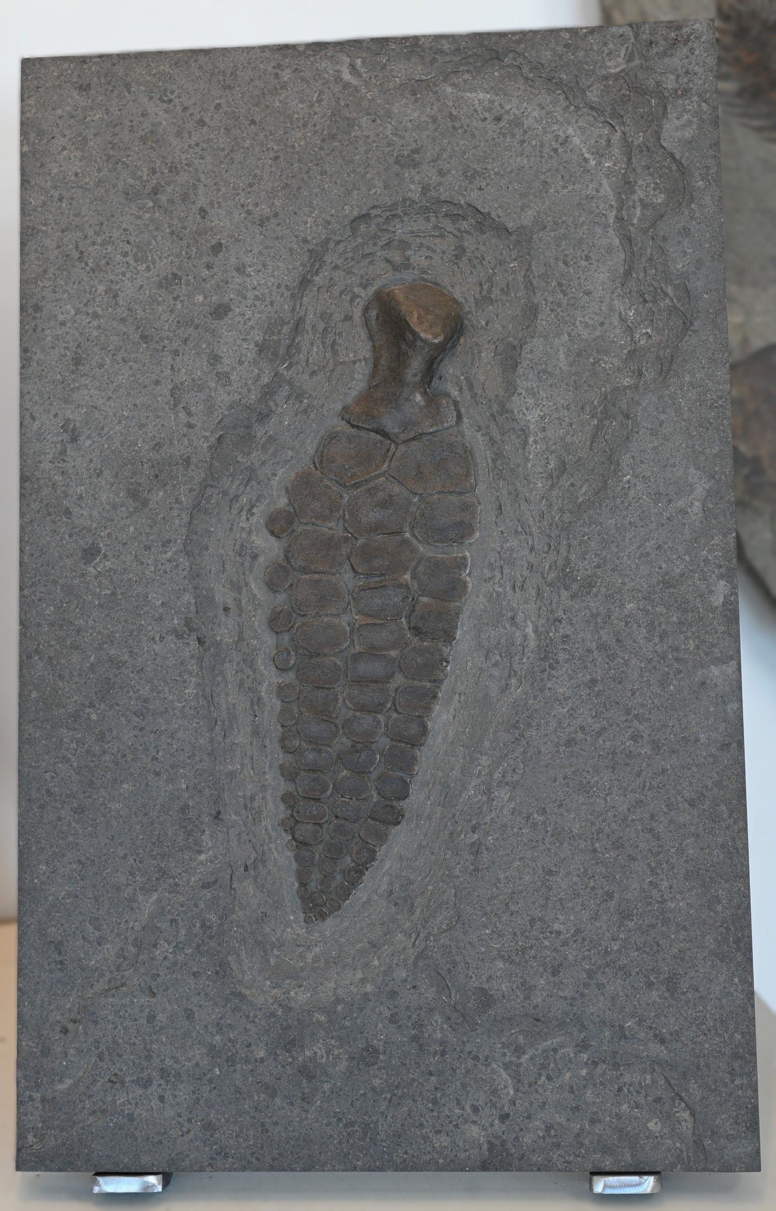 Reptiles & Amphibians — In Stone Fossils