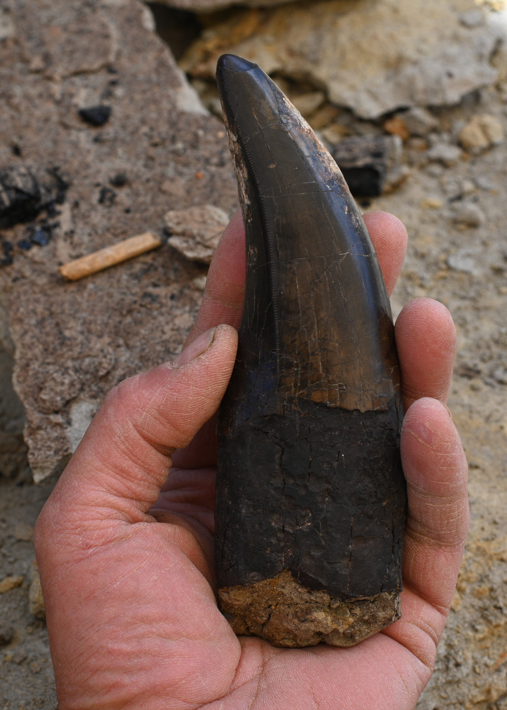 Fossils For Sale | Authenticity Guaranteed — In Stone Fossils