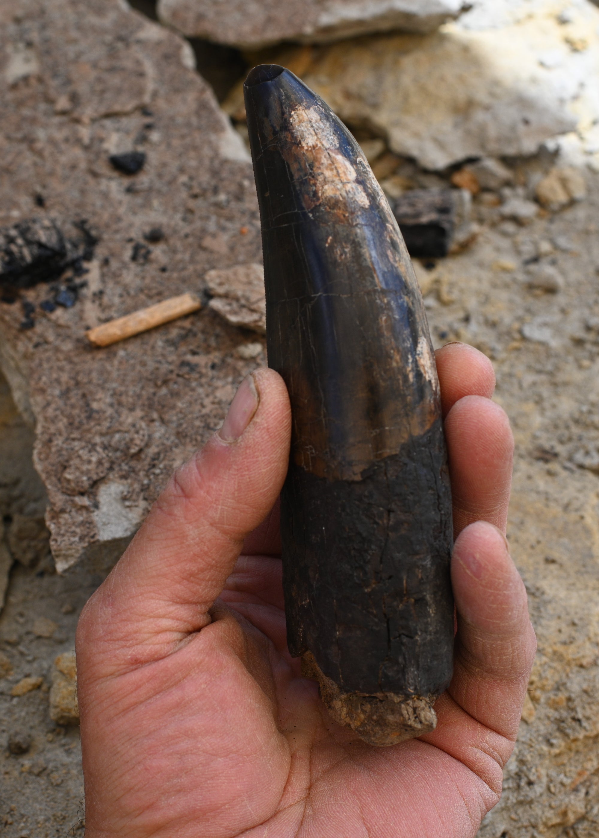 Fossils For Sale | Authenticity Guaranteed — In Stone Fossils