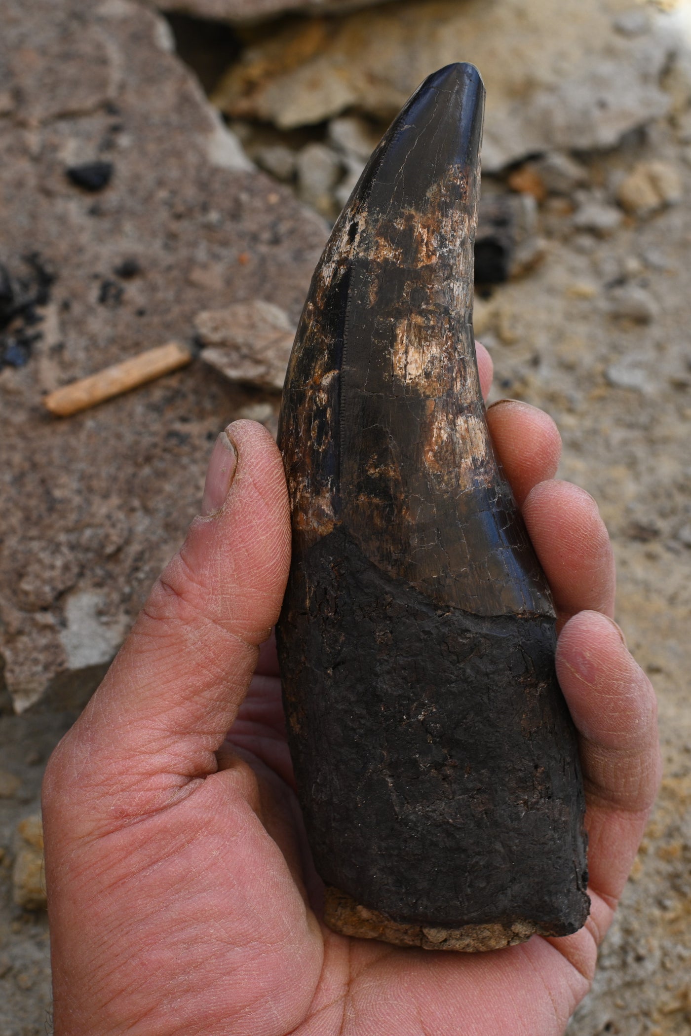 Fossils For Sale | Authenticity Guaranteed — In Stone Fossils