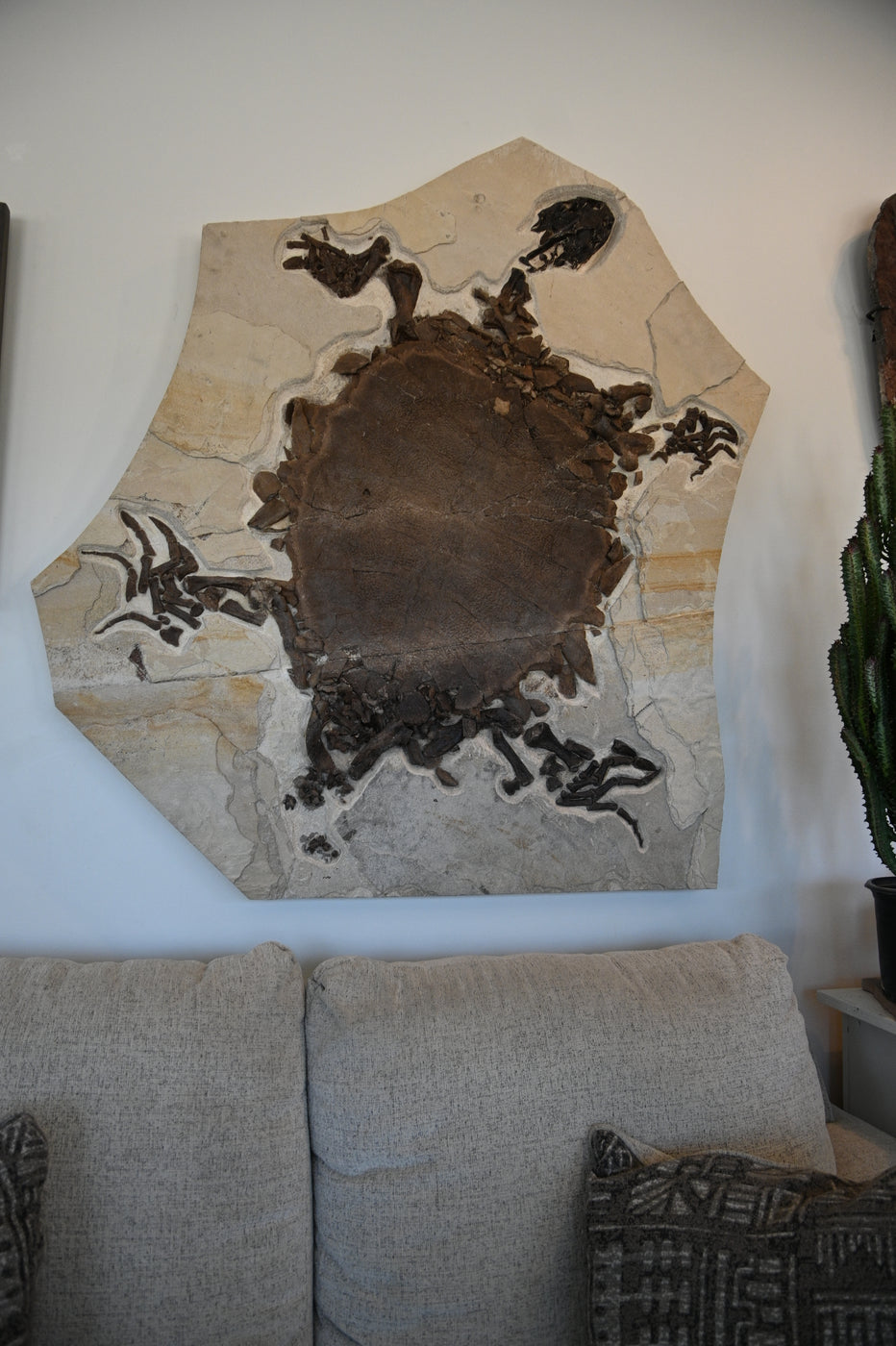 Fossils For Sale | Authenticity Guaranteed — In Stone Fossils