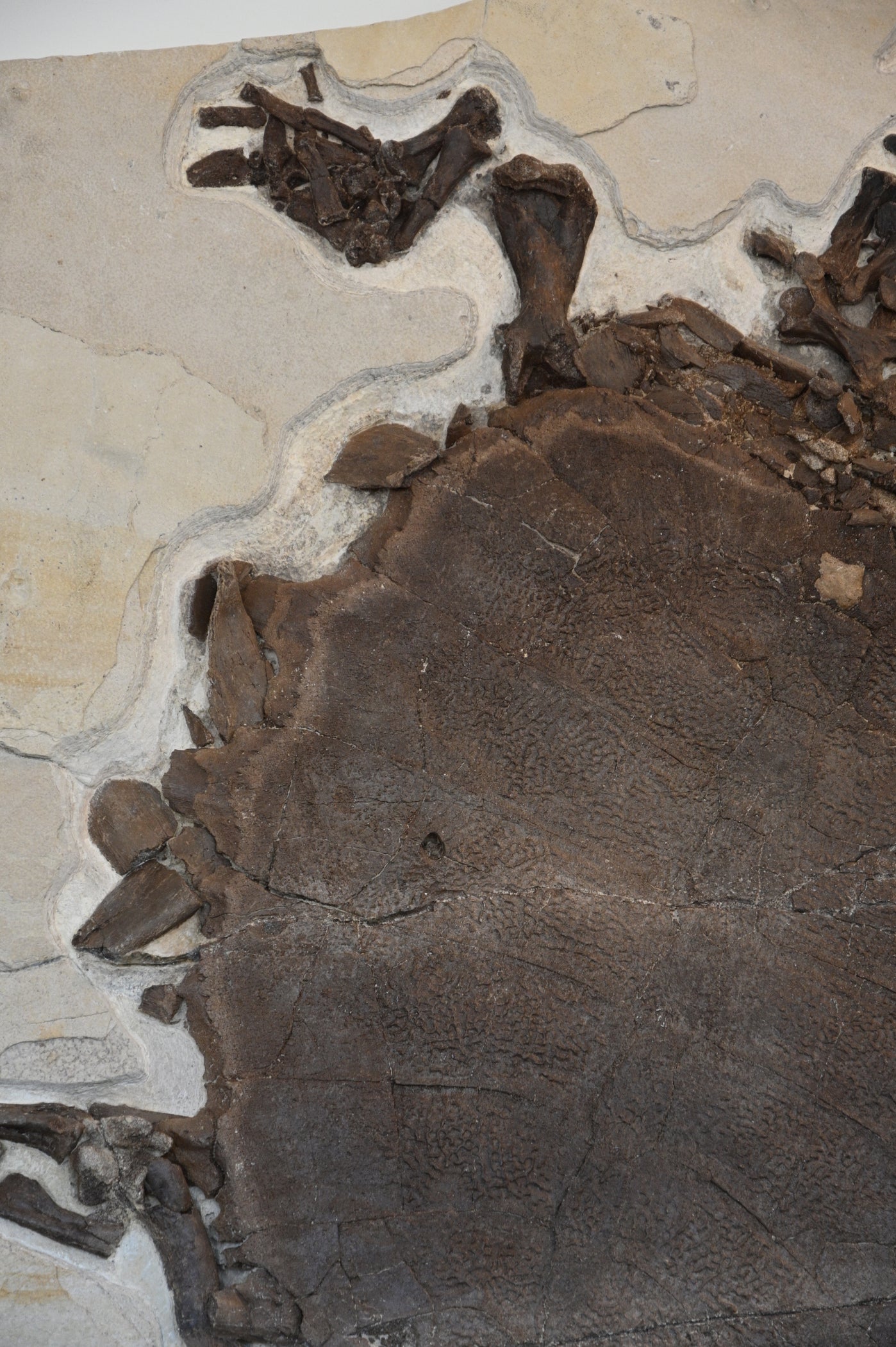 Fossils For Sale | Authenticity Guaranteed — In Stone Fossils
