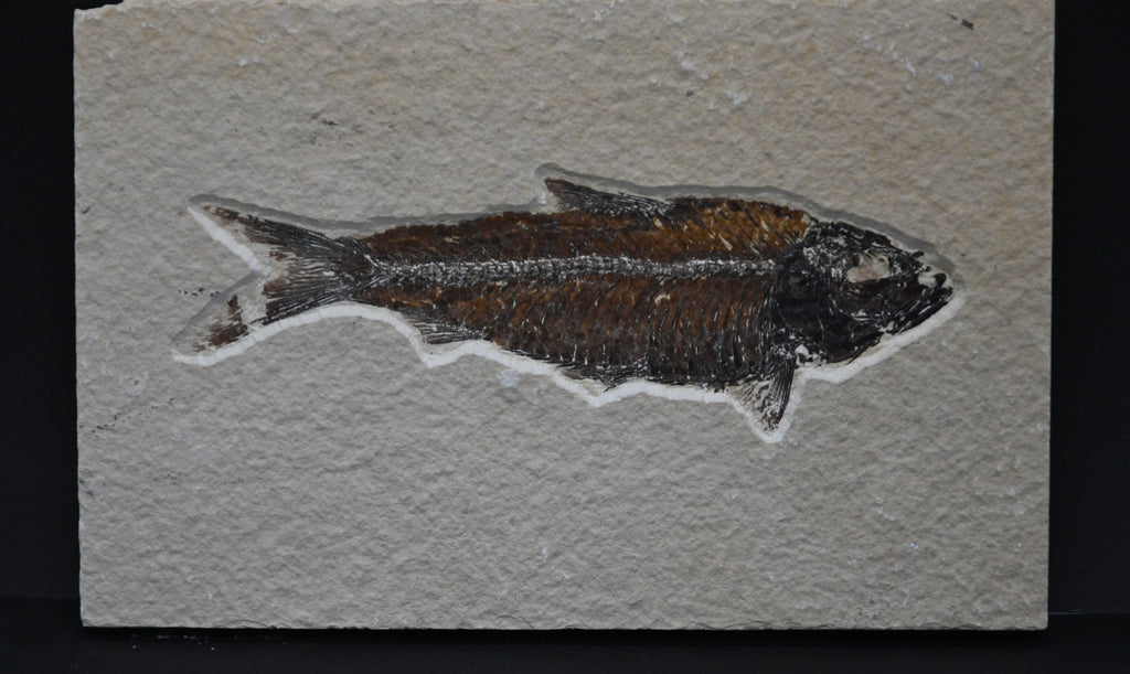 Fossil Fish — In Stone Fossils