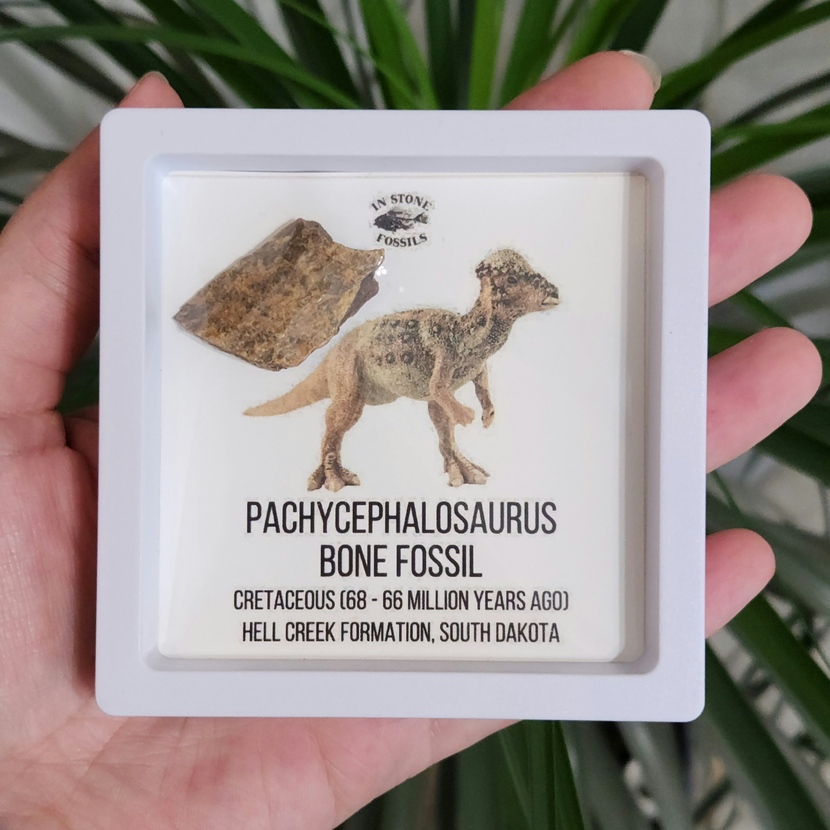 Pachycephalosaurus Bone Fossil Hell Creek Formation South Dakota