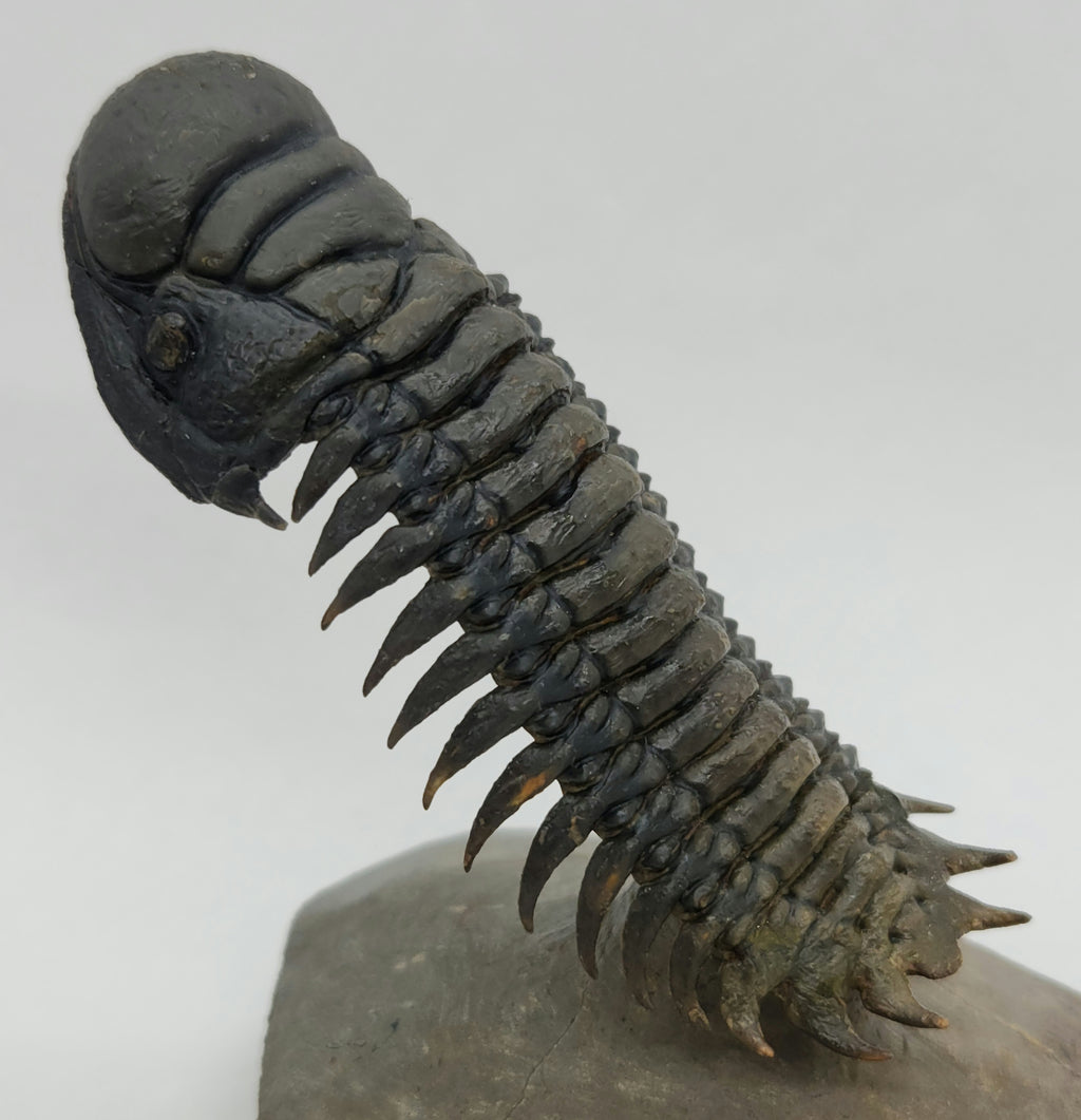 Authentic Trilobite Fossils For Sale | InStoneFossils.com — In Stone ...