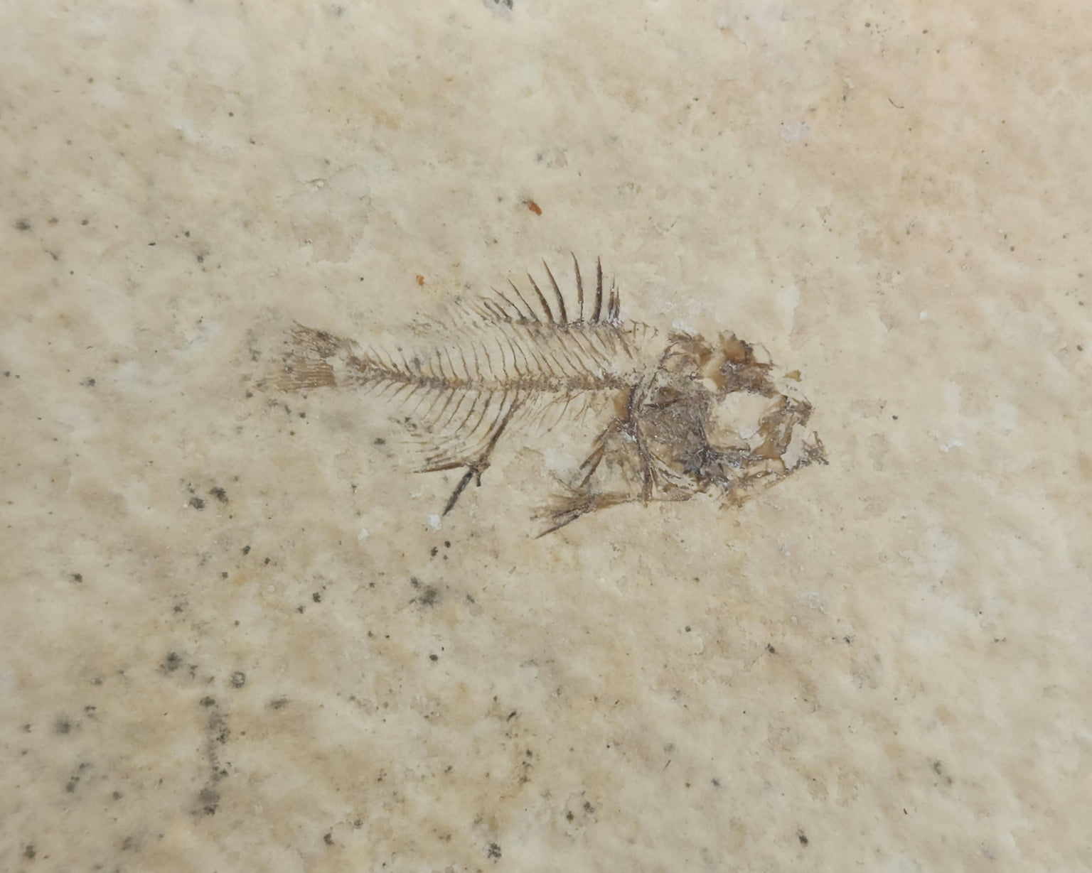 Fossils For Sale | Authenticity Guaranteed — In Stone Fossils