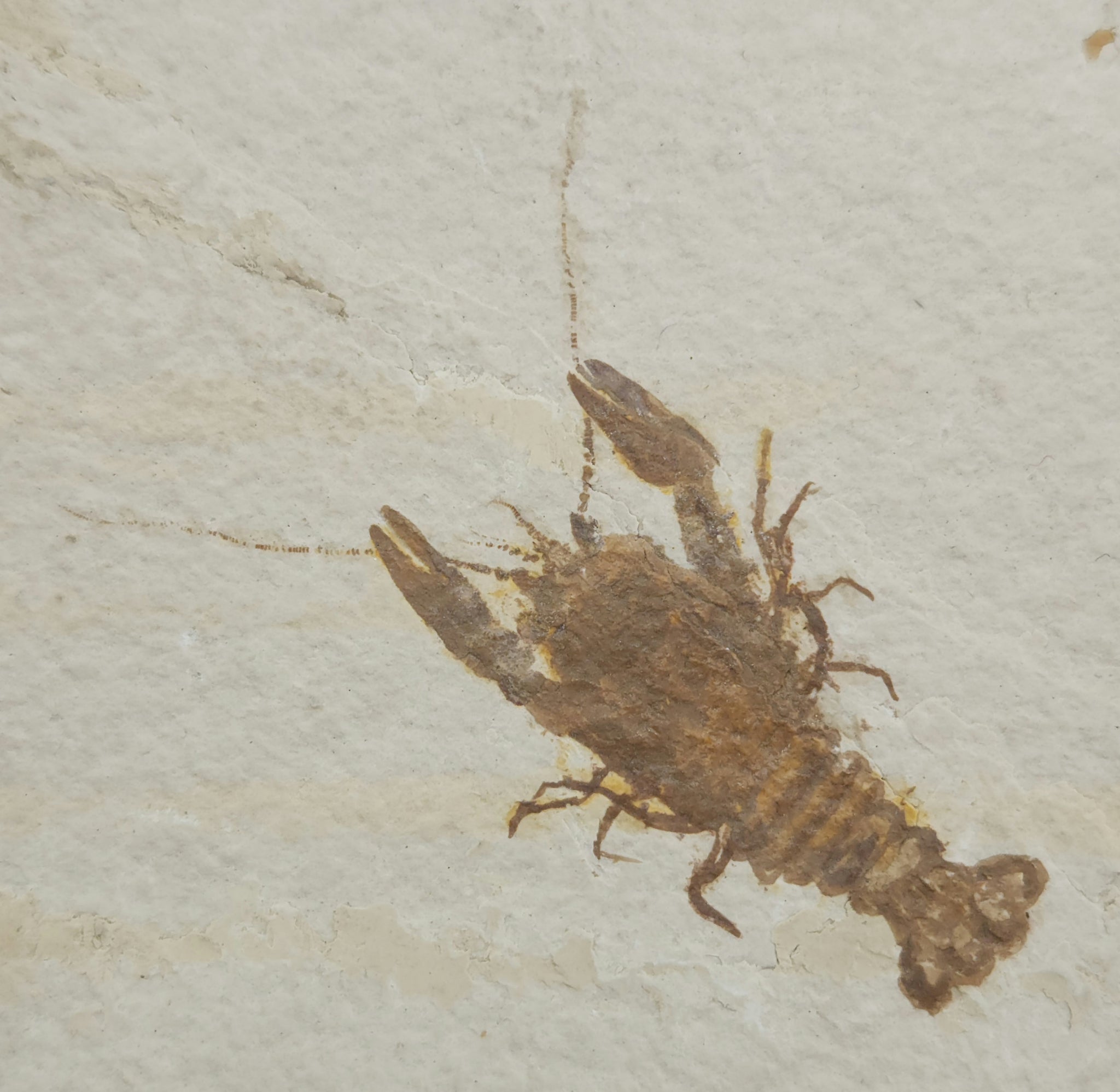Crustaceans & Eurypterids — In Stone Fossils