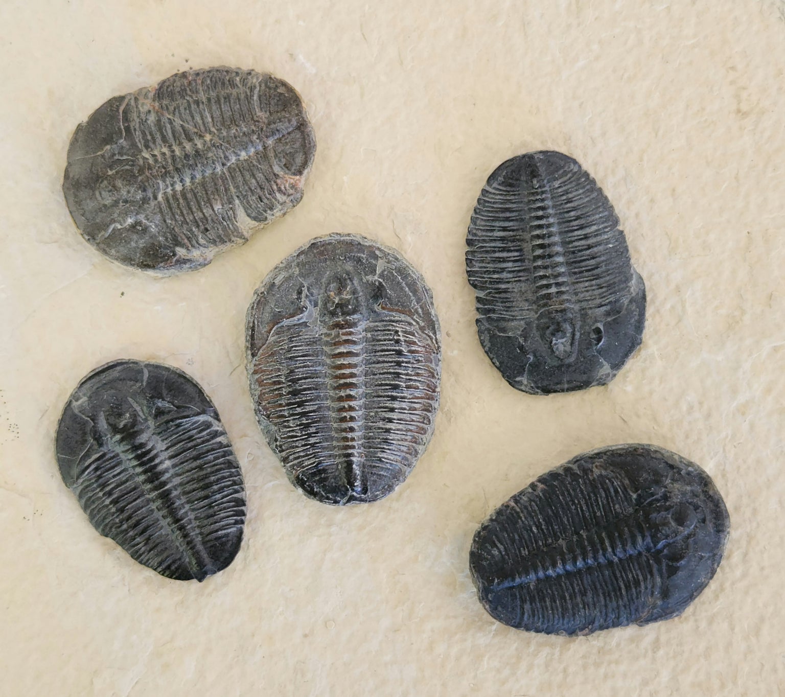 Authentic Trilobite Fossils For Sale | InStoneFossils.com — In Stone ...