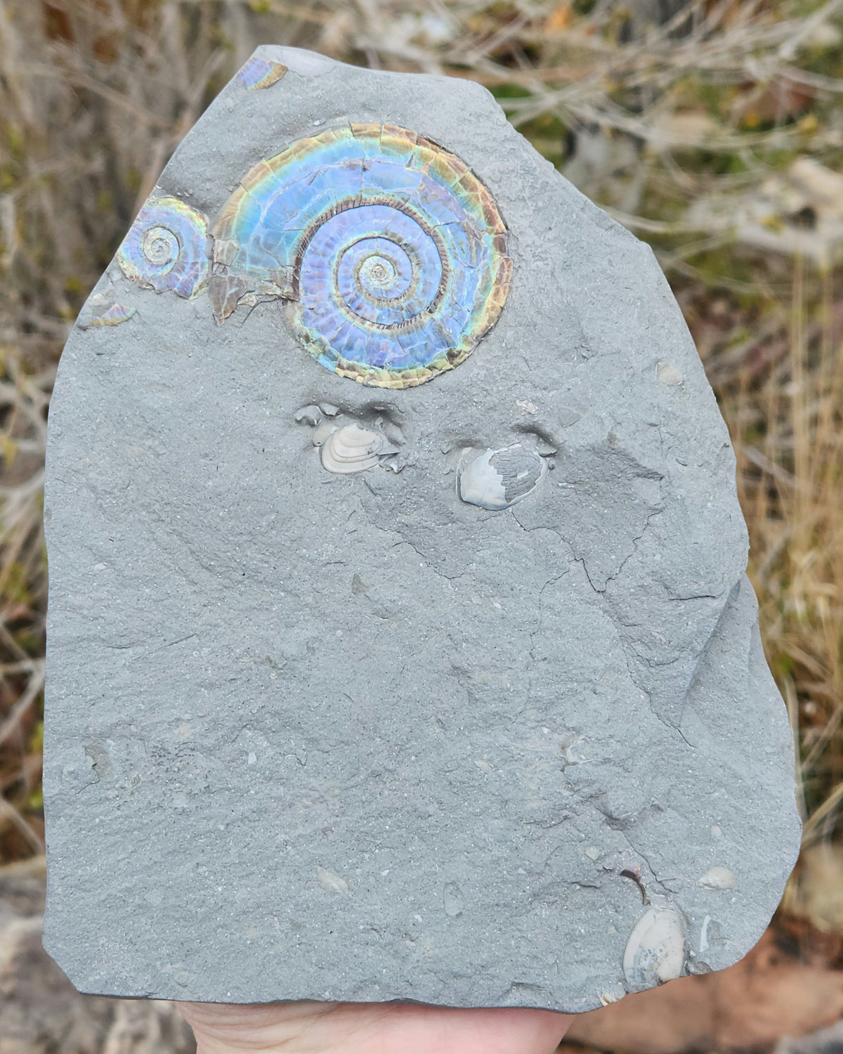 A Quality Psiloceras planorbis | Jurassic Rainbow Ammonite | North ...