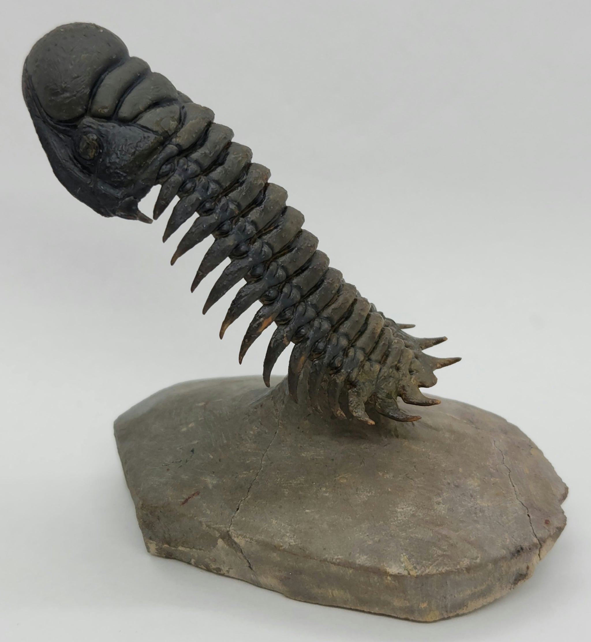 Authentic Trilobite Fossils For Sale | InStoneFossils.com — In Stone ...