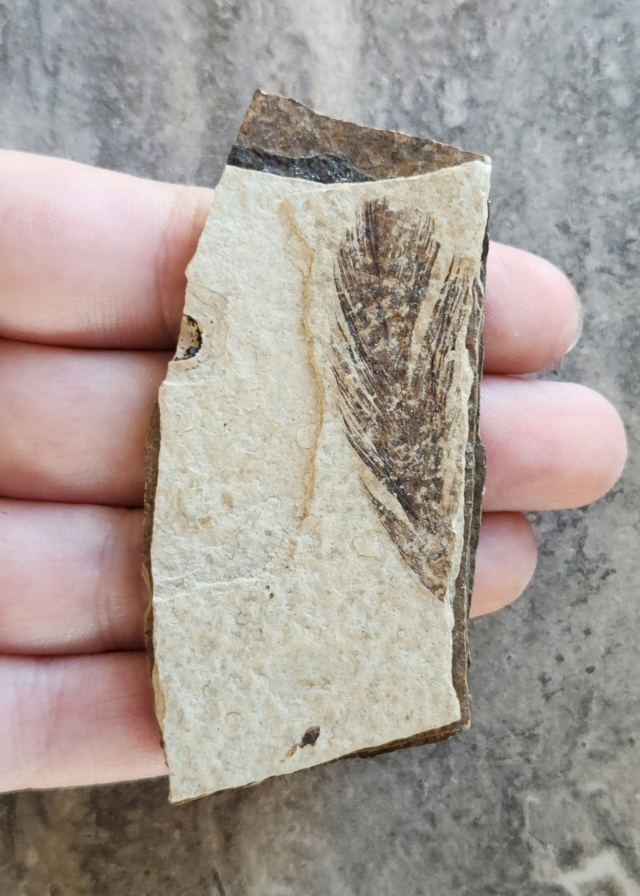 Fossils For Sale | Authenticity Guaranteed — In Stone Fossils