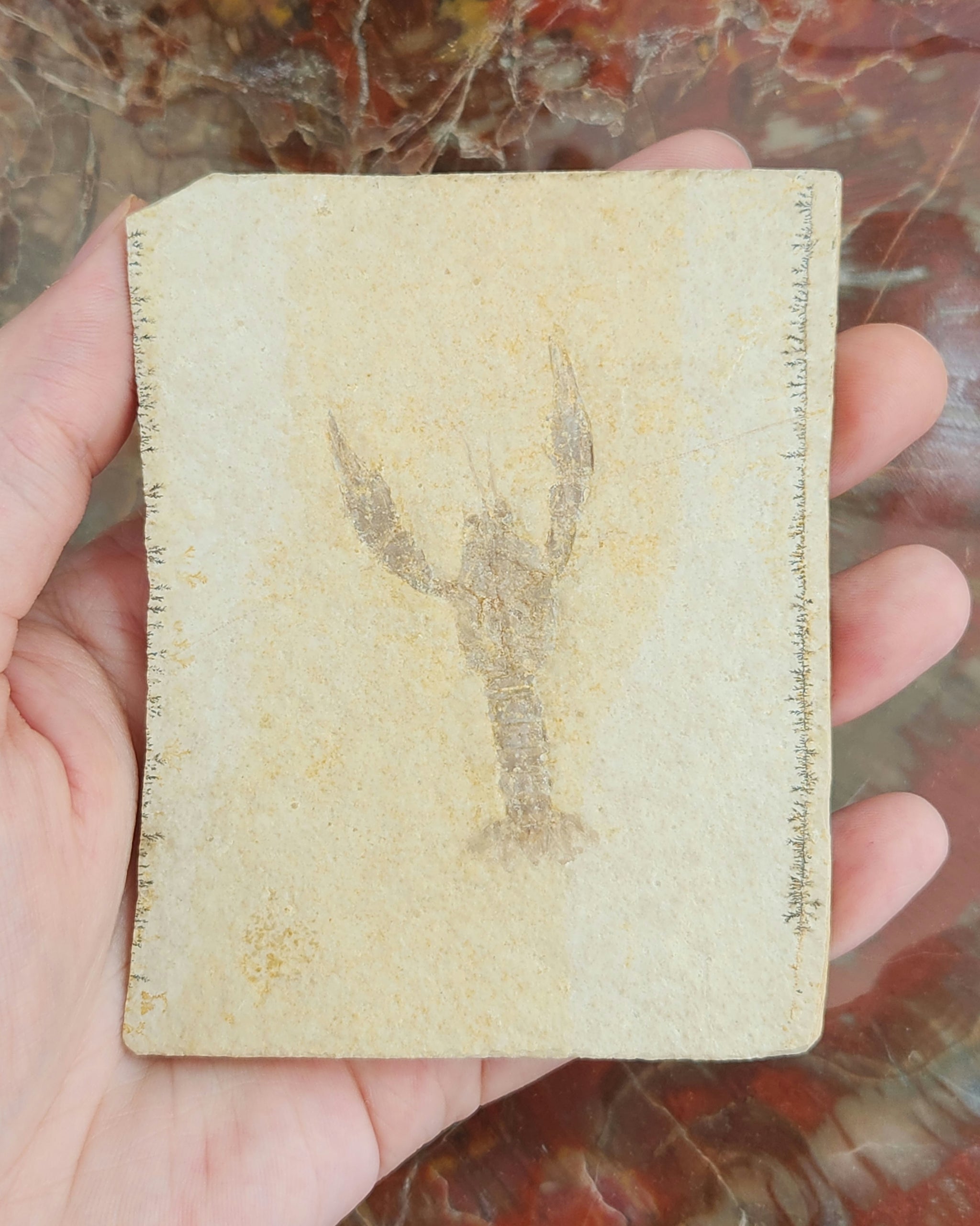 Fossils For Sale | Authenticity Guaranteed — In Stone Fossils