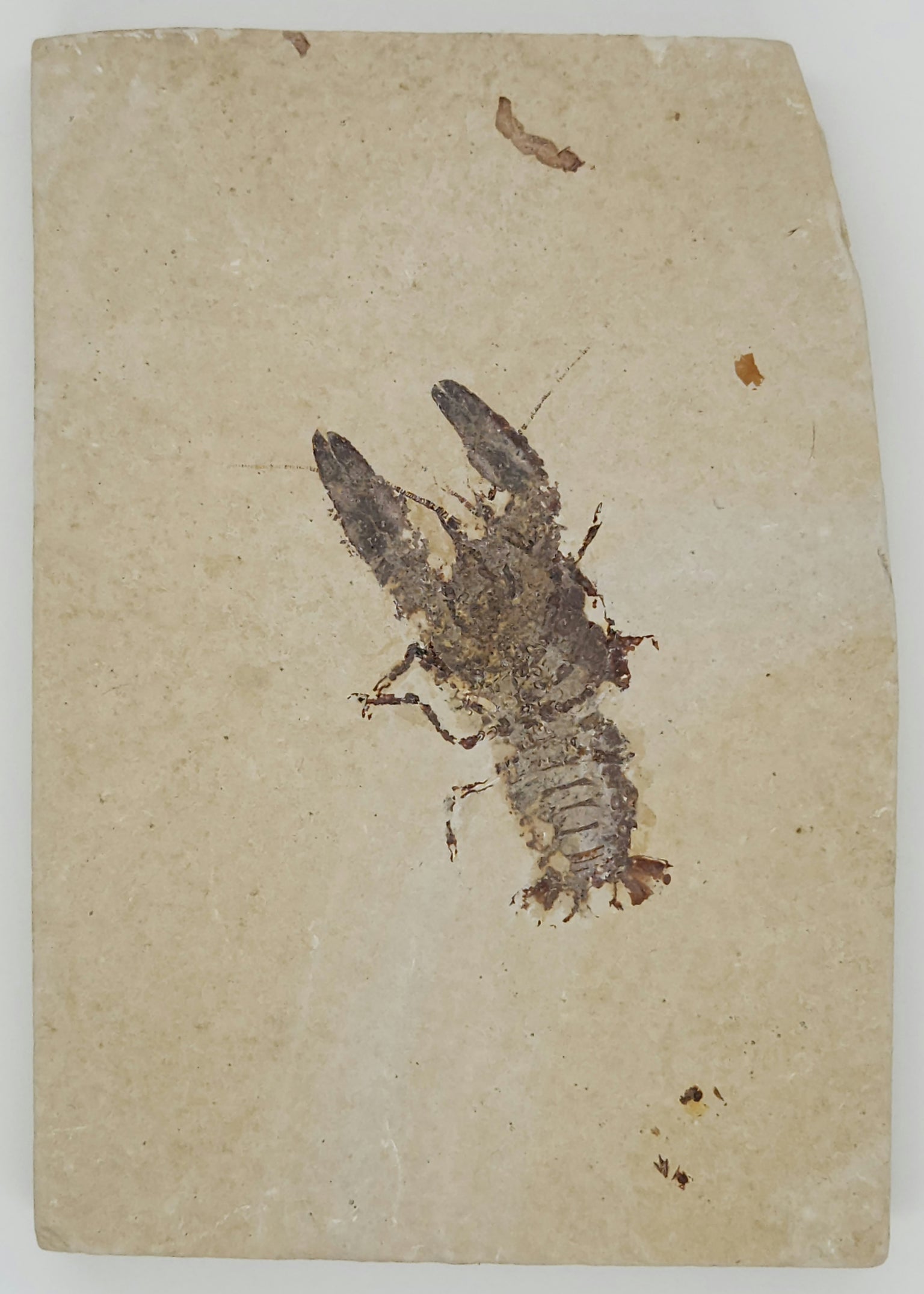 Crustaceans & Eurypterids — In Stone Fossils