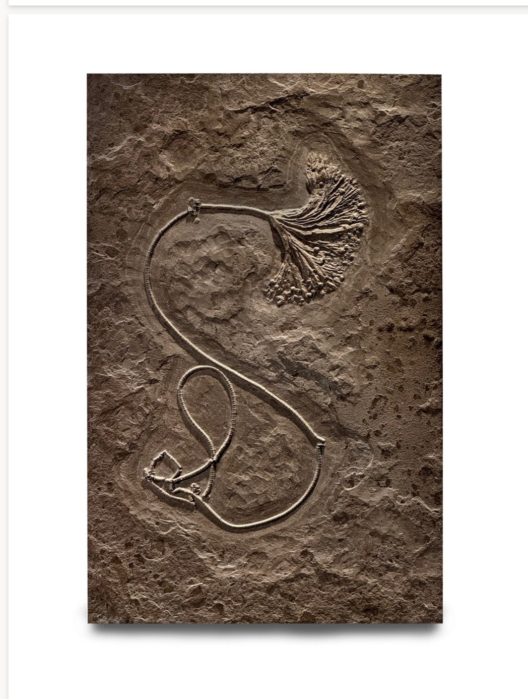 Sealily Crinoid | Lias Epsilon | Holzmaden, Germany 9122941960414 — In ...