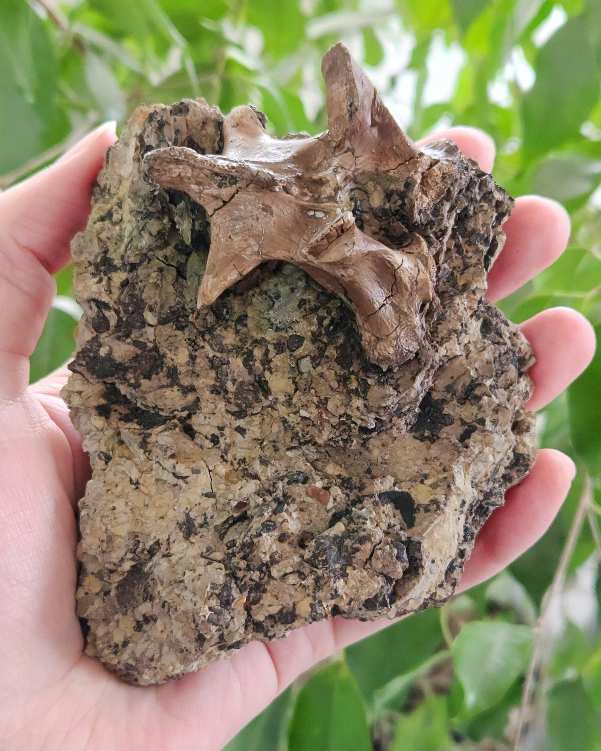 Crocodylomorph Process | Texas 8815760015582 — In Stone Fossils