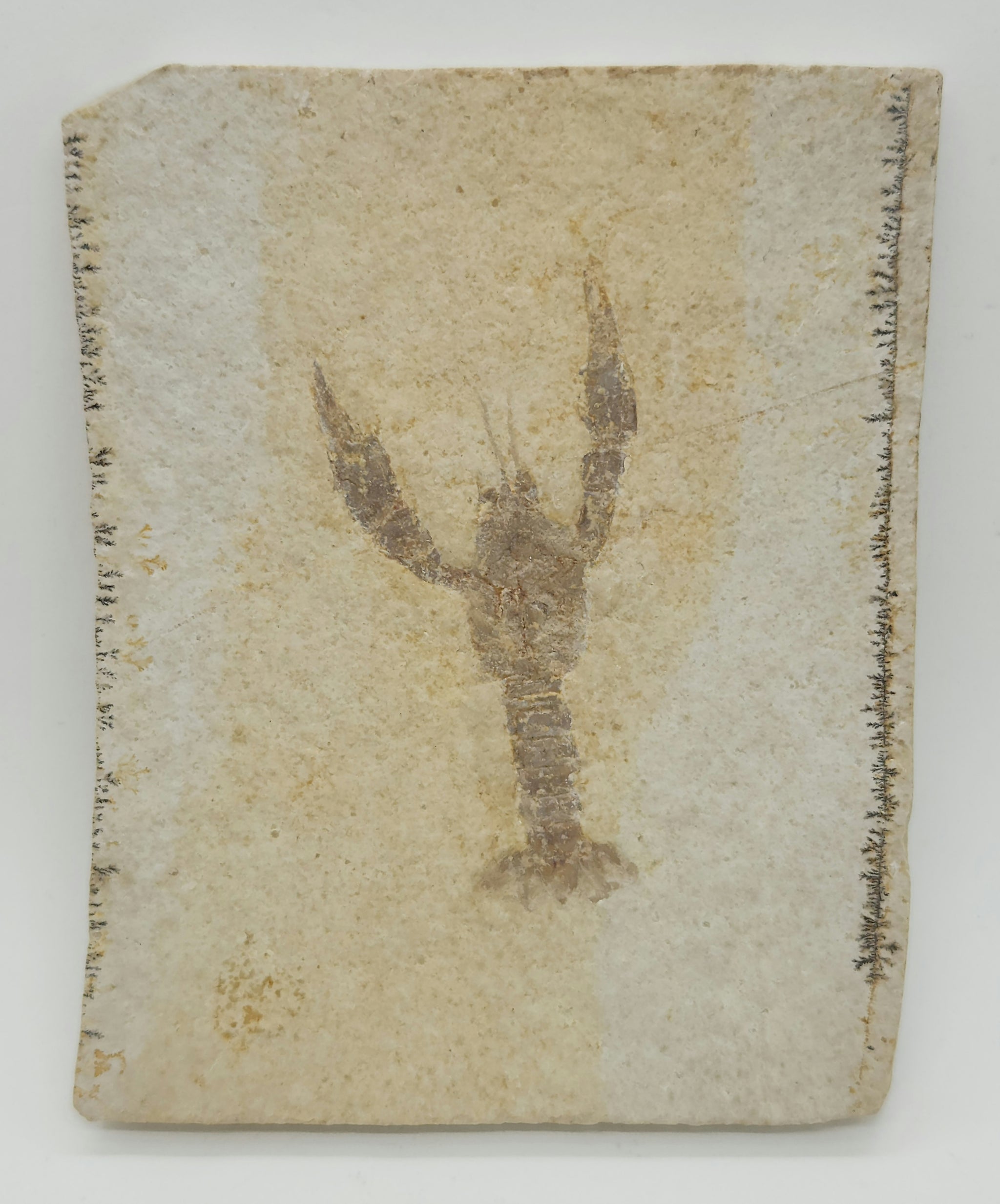 Fossils For Sale | Authenticity Guaranteed — In Stone Fossils
