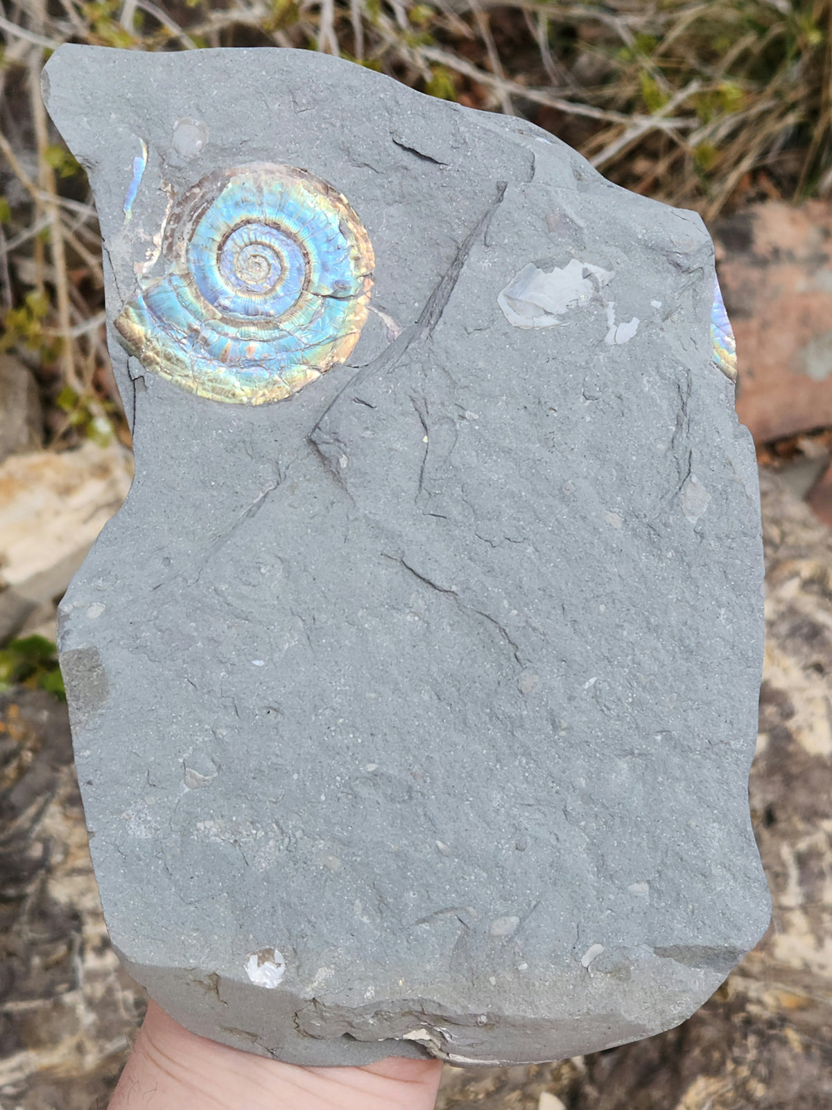 A Quality Psiloceras planorbis | Jurassic Rainbow Ammonite | North ...