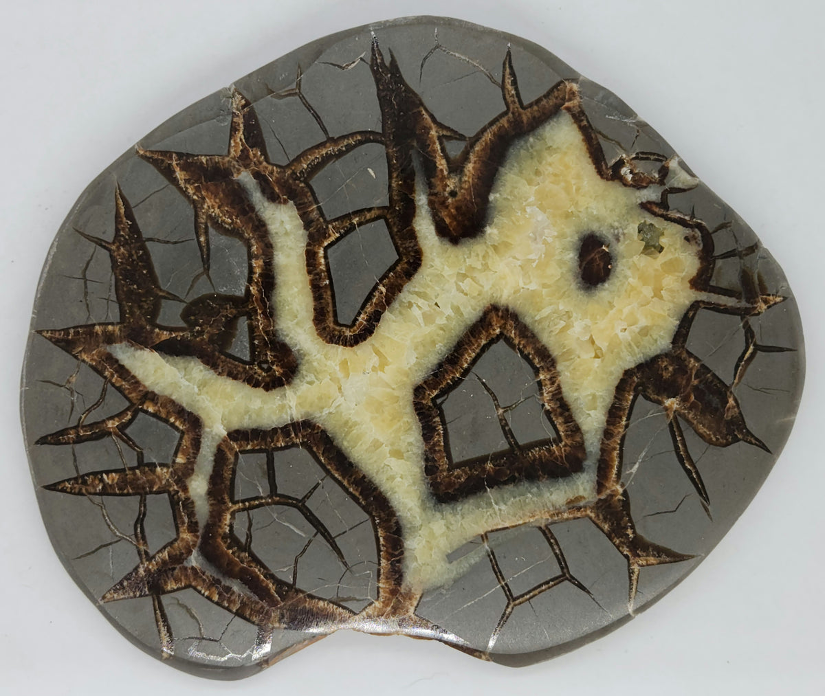 Septarian Nodule Slice 8872360870110 — In Stone Fossils