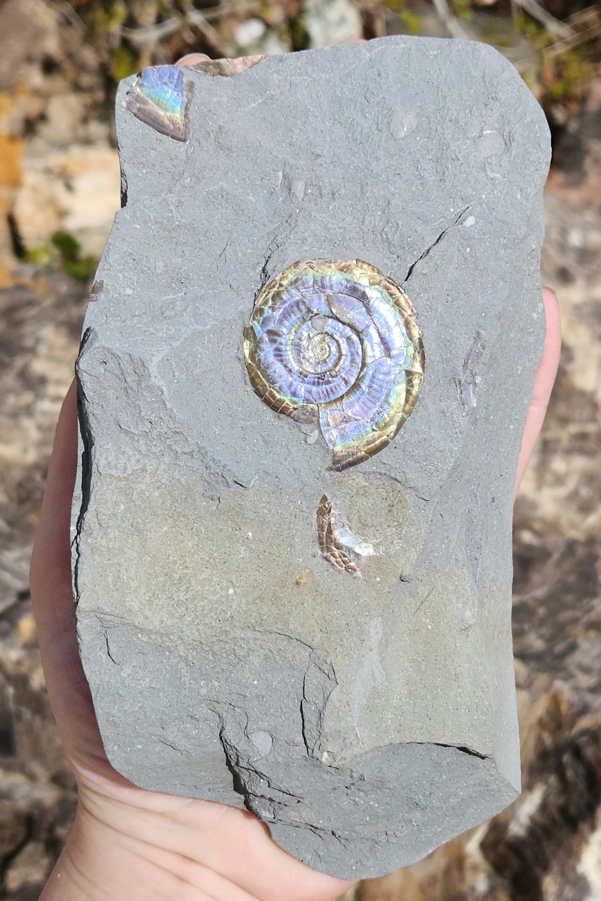 A Quality Psiloceras planorbis | Jurassic Rainbow Ammonite | North ...