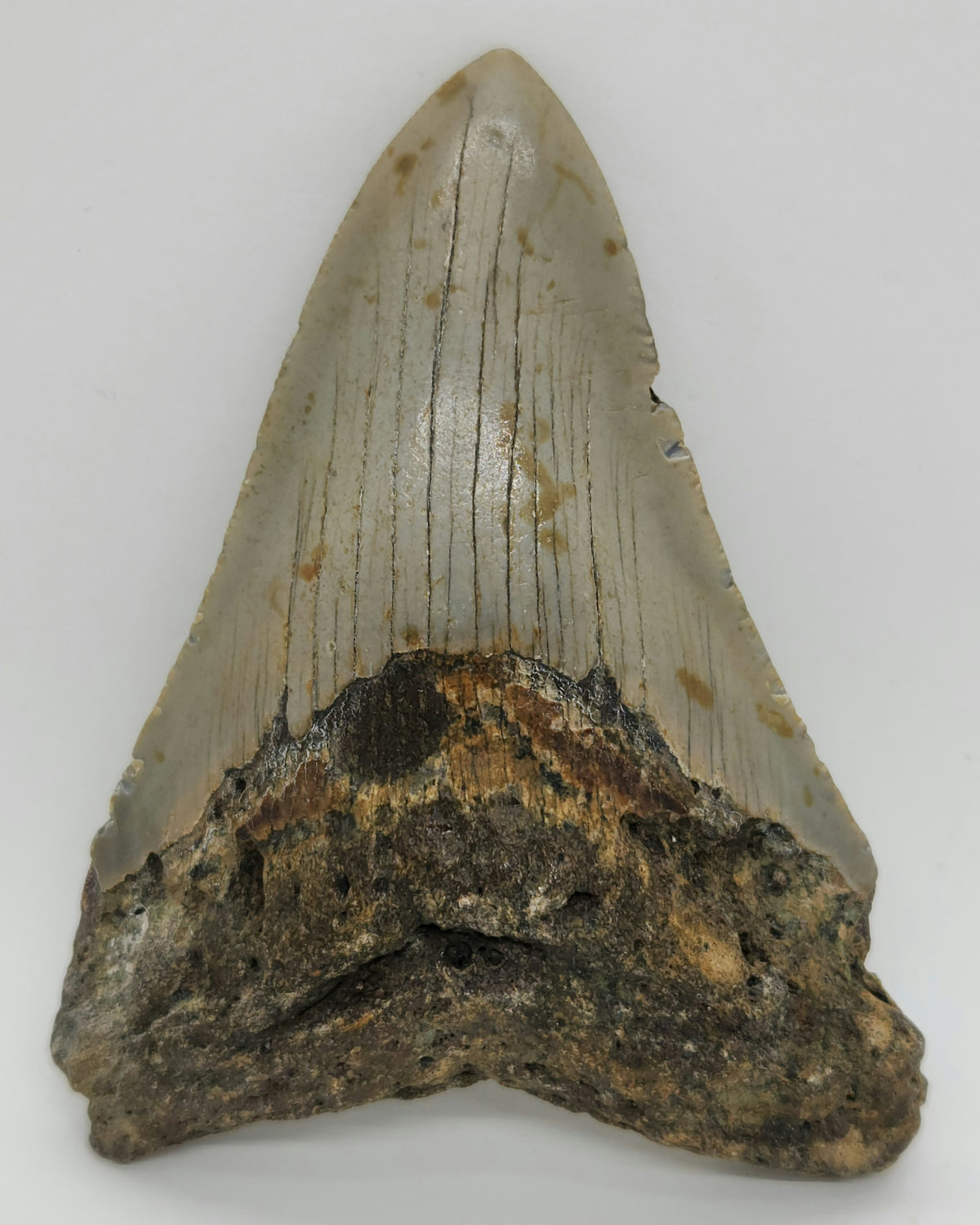 4" Megalodon Tooth | Hawthorn Formation 9057408188638 — In Stone Fossils