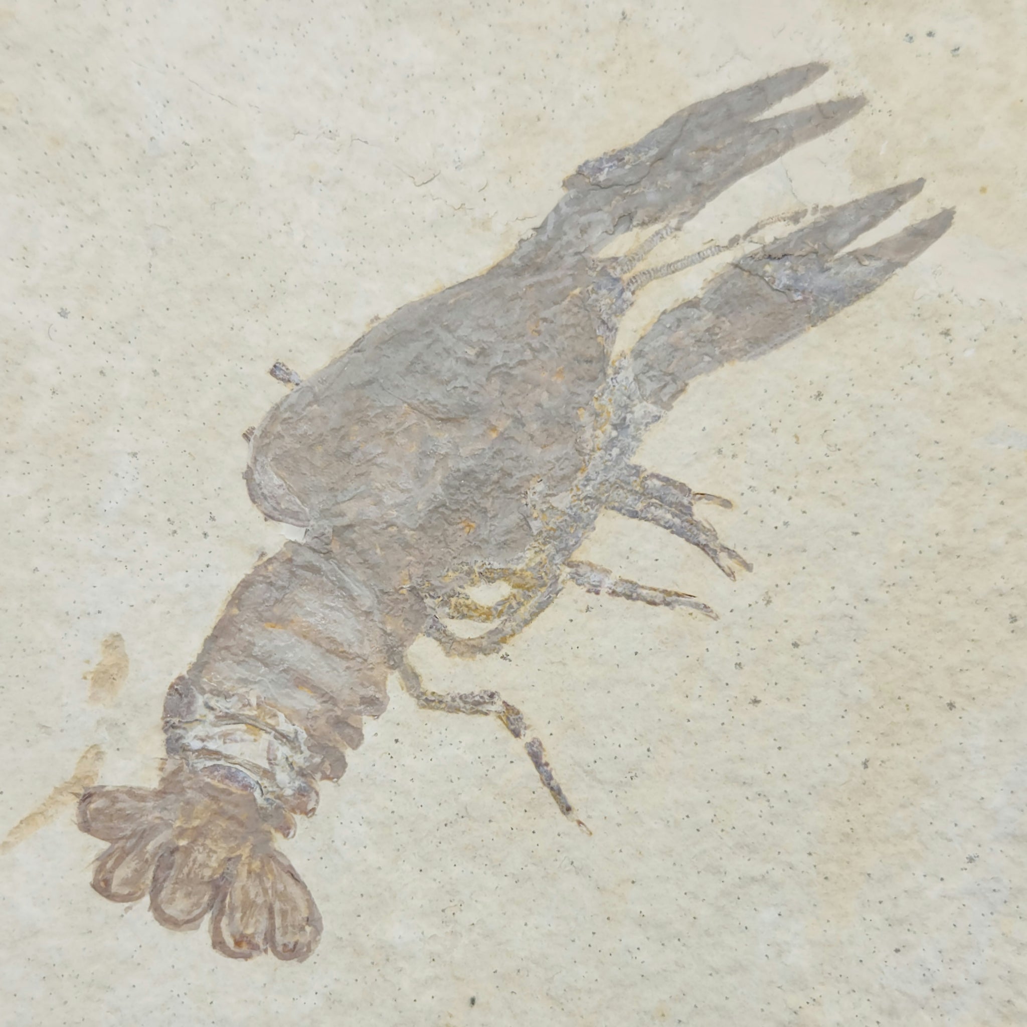 Green River Formation Fossils — In Stone Fossils