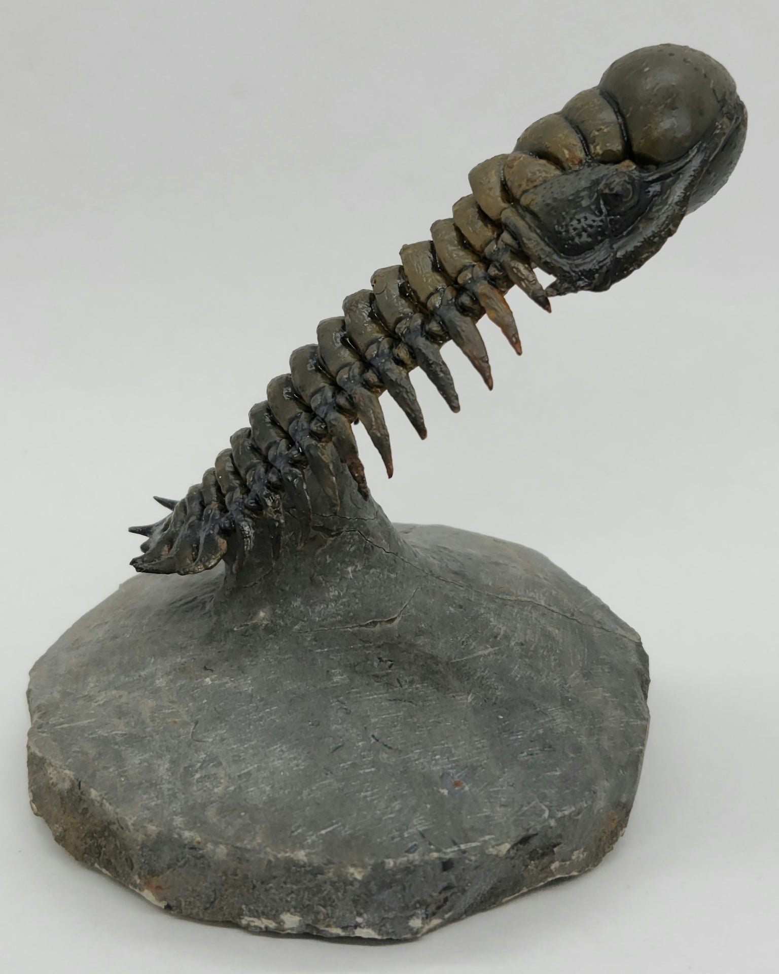 Authentic Trilobite Fossils For Sale | InStoneFossils.com — In Stone ...