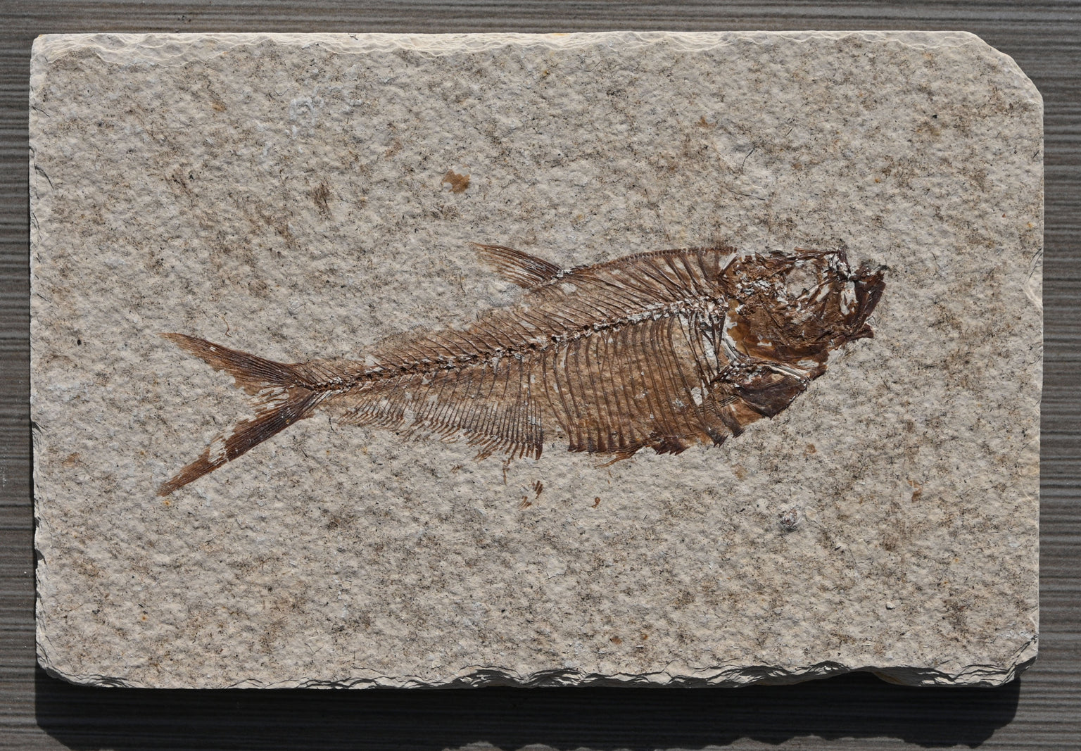 Fossil Fish — In Stone Fossils