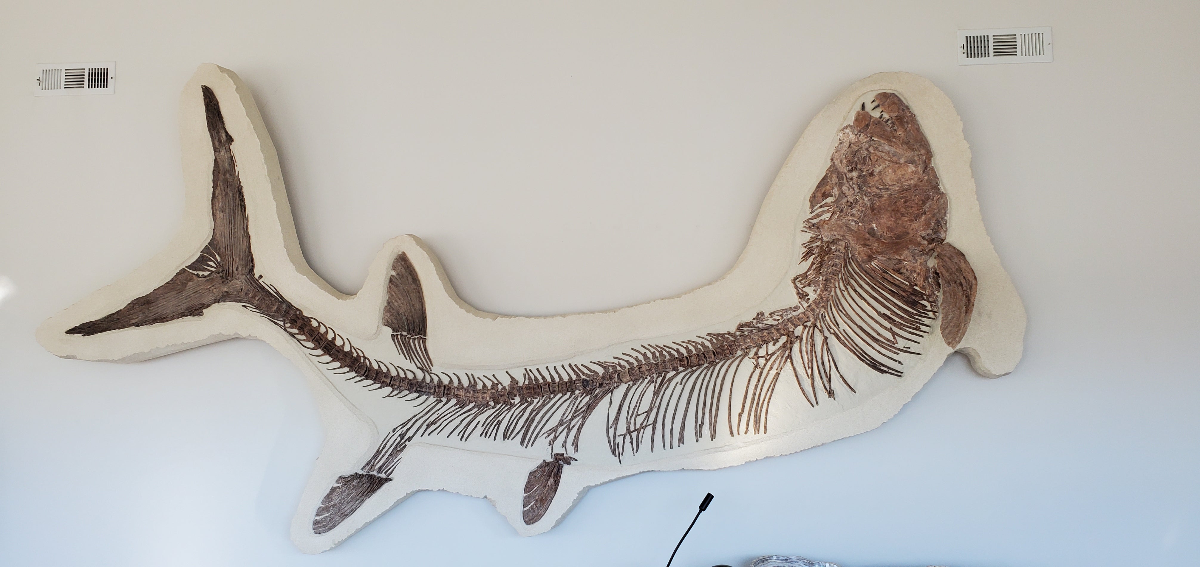 Xiphactinus audax | Monster Cretaceous Fossil Fish | Niobrara Chalk ...