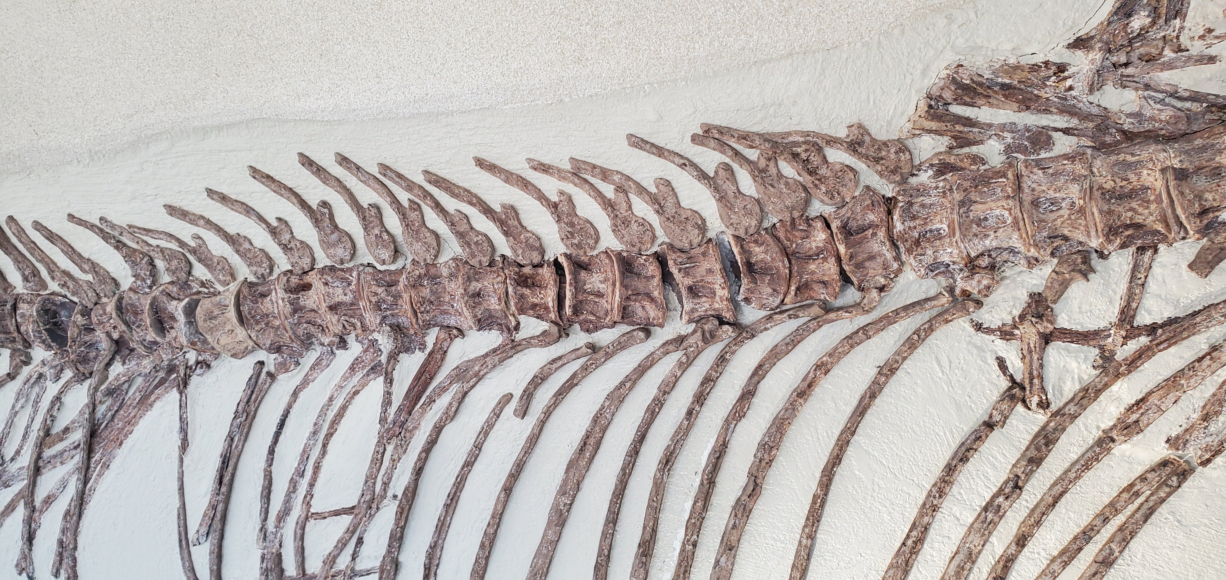 Xiphactinus audax | Monster Cretaceous Fossil Fish | Niobrara Chalk ...