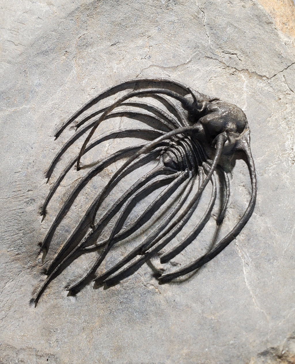 Museum Quality Fossils — In Stone Fossils