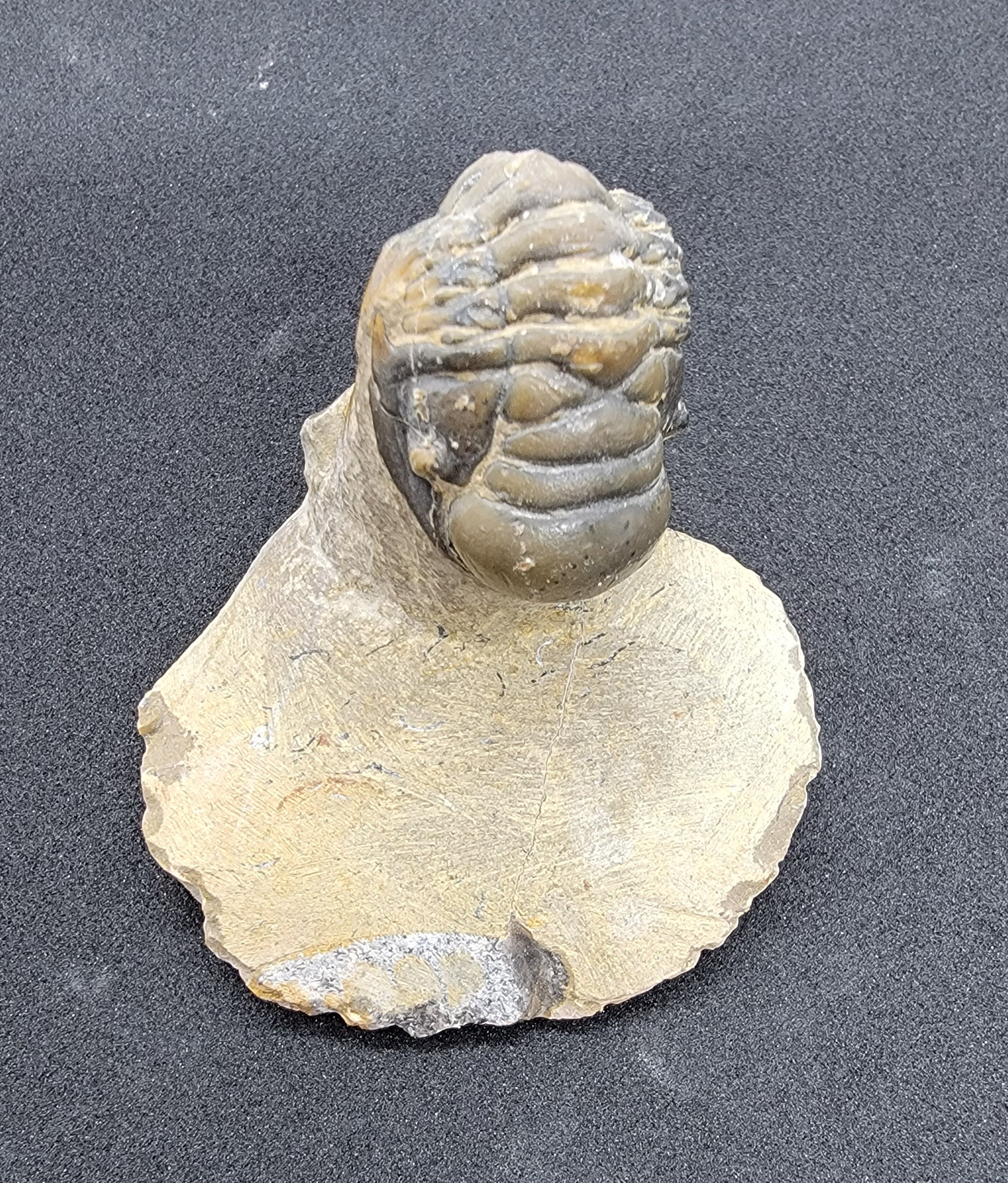Authentic Trilobite Fossils For Sale | InStoneFossils.com — In Stone ...