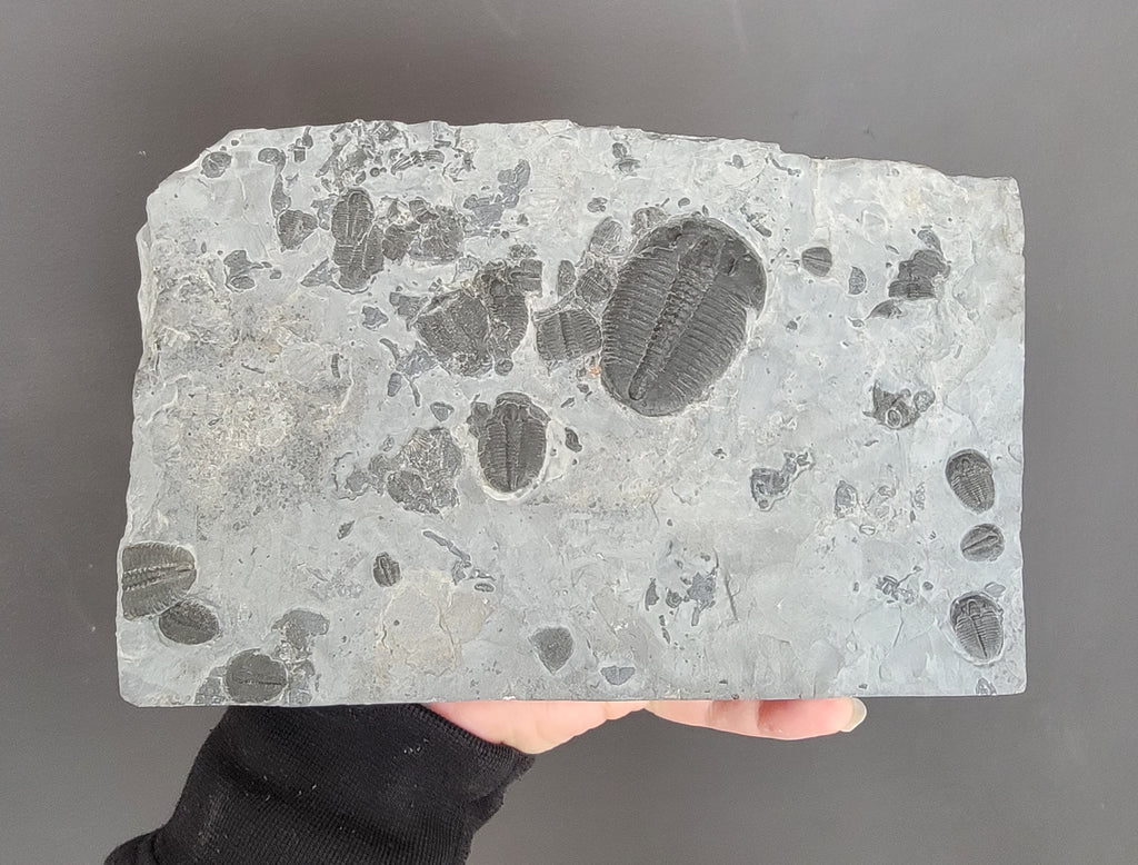 Authentic Trilobite Fossils For Sale | InStoneFossils.com — In Stone ...