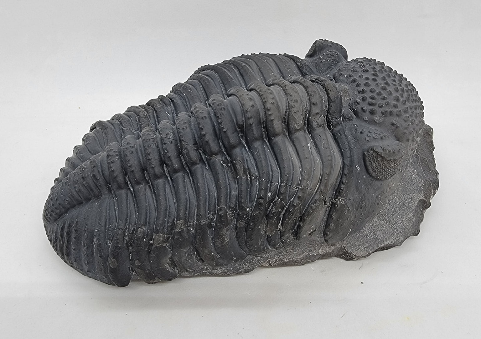 Authentic Trilobite Fossils For Sale | InStoneFossils.com — In Stone ...