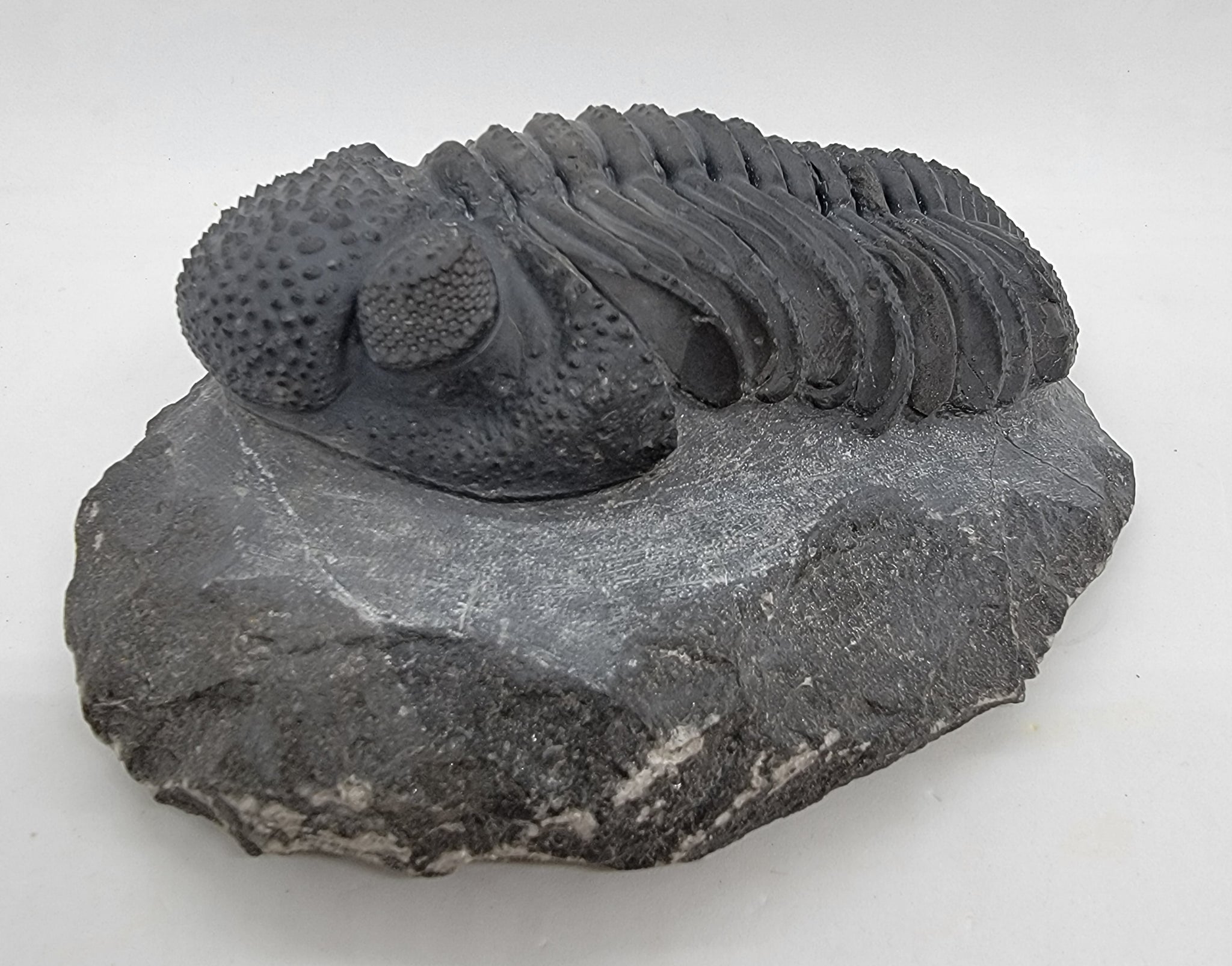 Authentic Trilobite Fossils For Sale | InStoneFossils.com — In Stone ...
