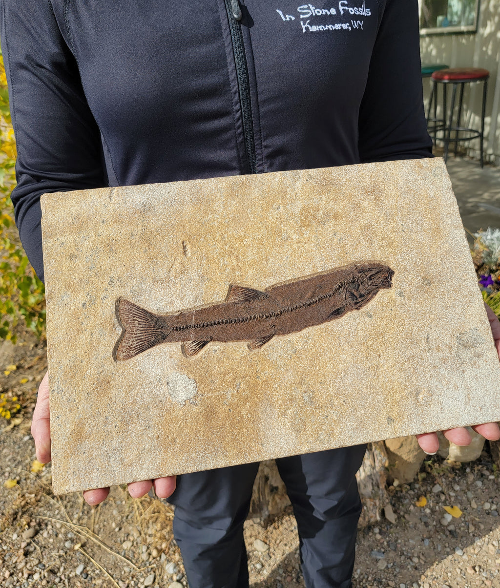 Green River Formation Fossils — In Stone Fossils