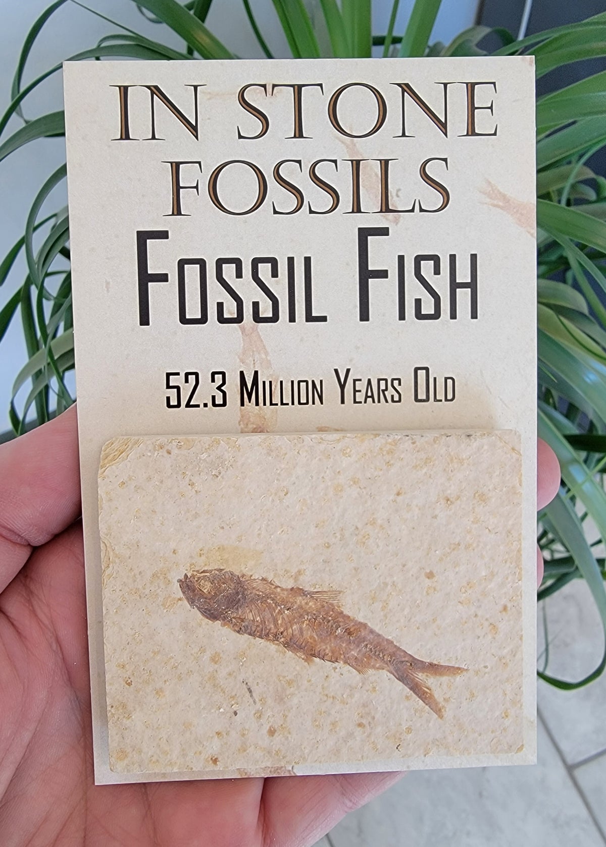 Fossil Mini Fish (Knightia eocaena) | Eco-Friendly | Green River ...