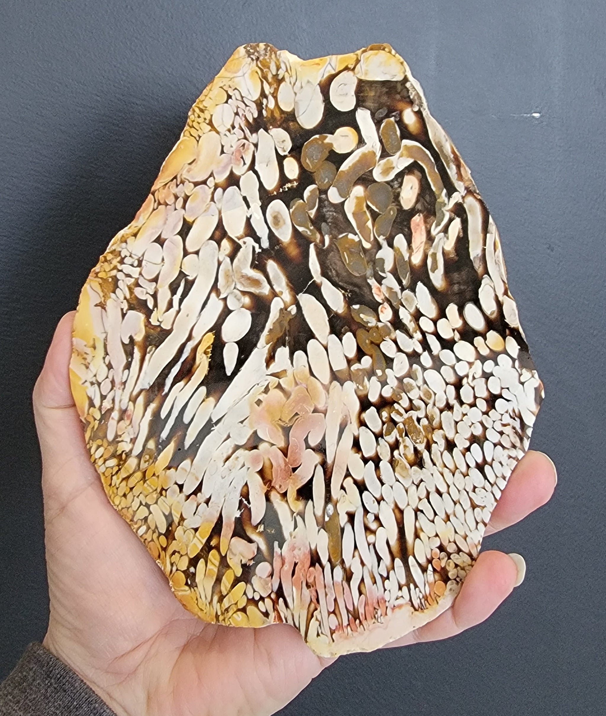 Petrified Wood For Sale | InStoneFossils.com — In Stone Fossils