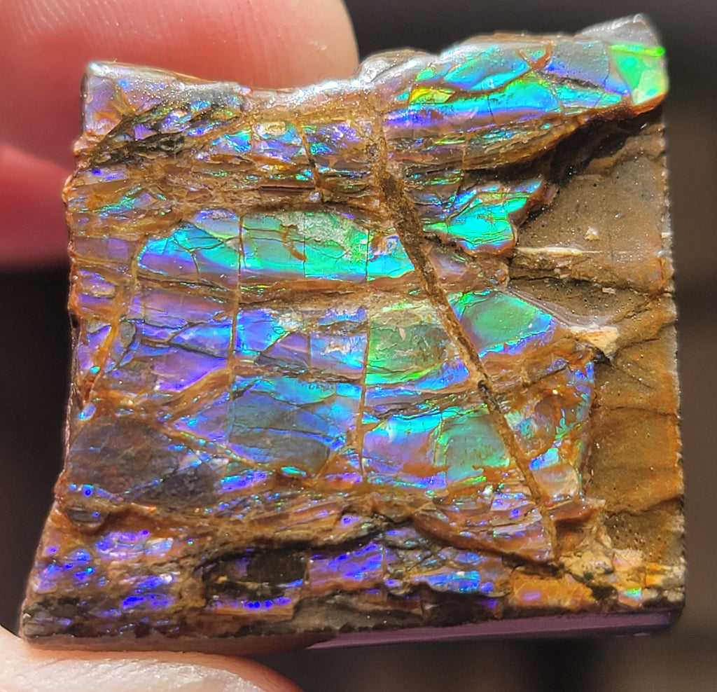 Lapidary Slabs — In Stone Fossils