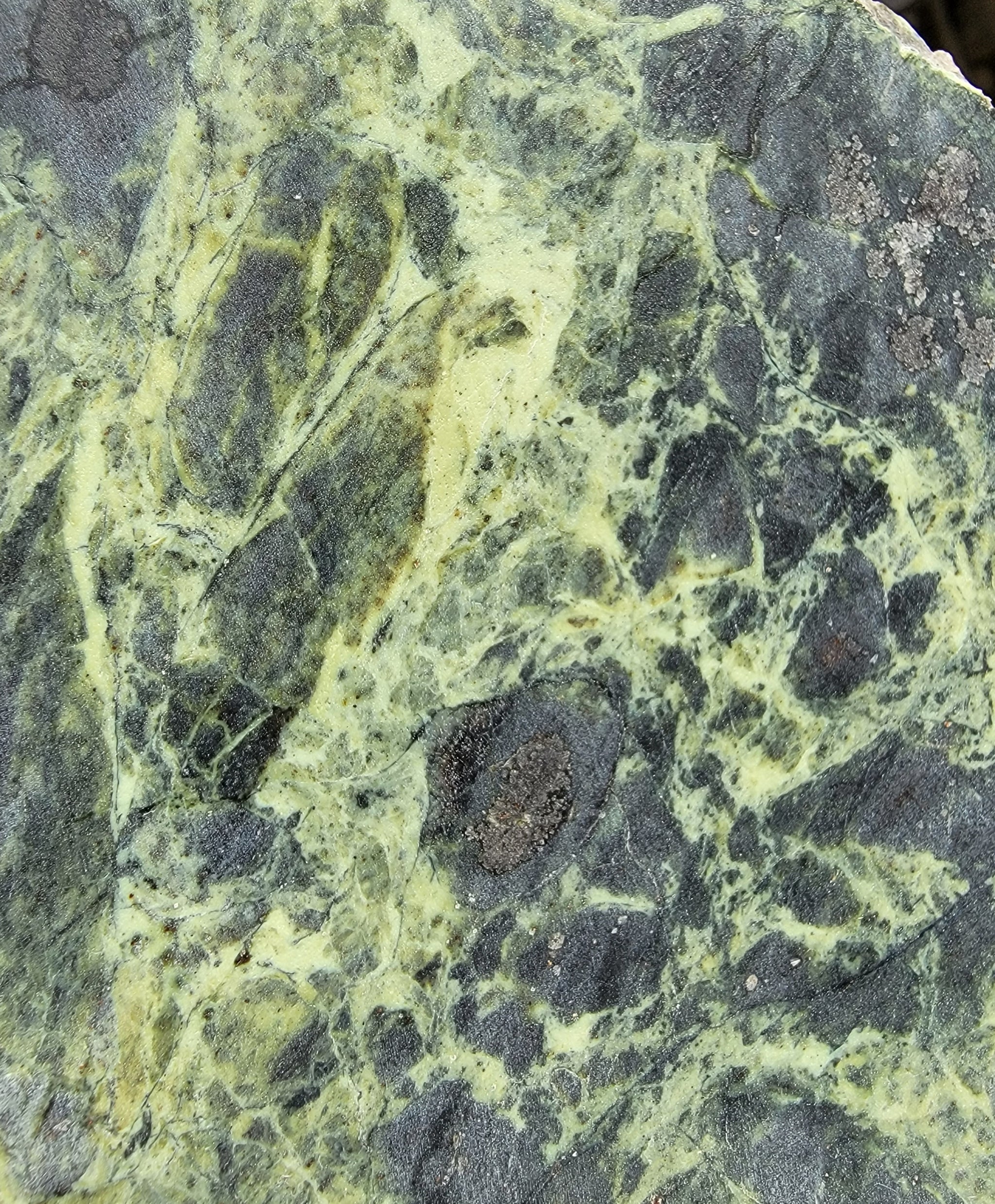 Lapidary Slabs — In Stone Fossils