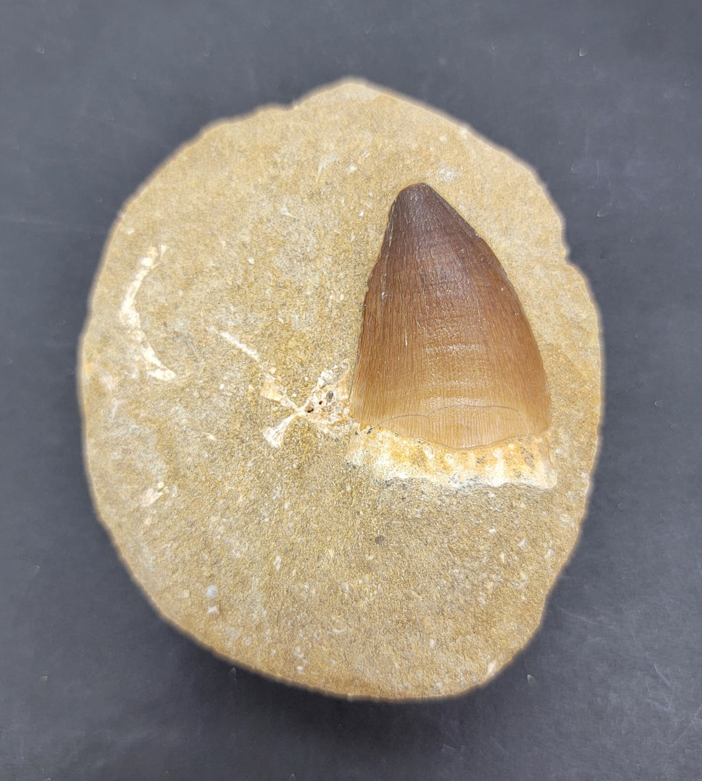 Reptiles & Amphibians — In Stone Fossils