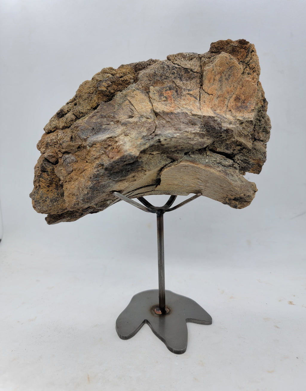 Dinosaur Fossils For Sale | InStoneFossils.com — In Stone Fossils