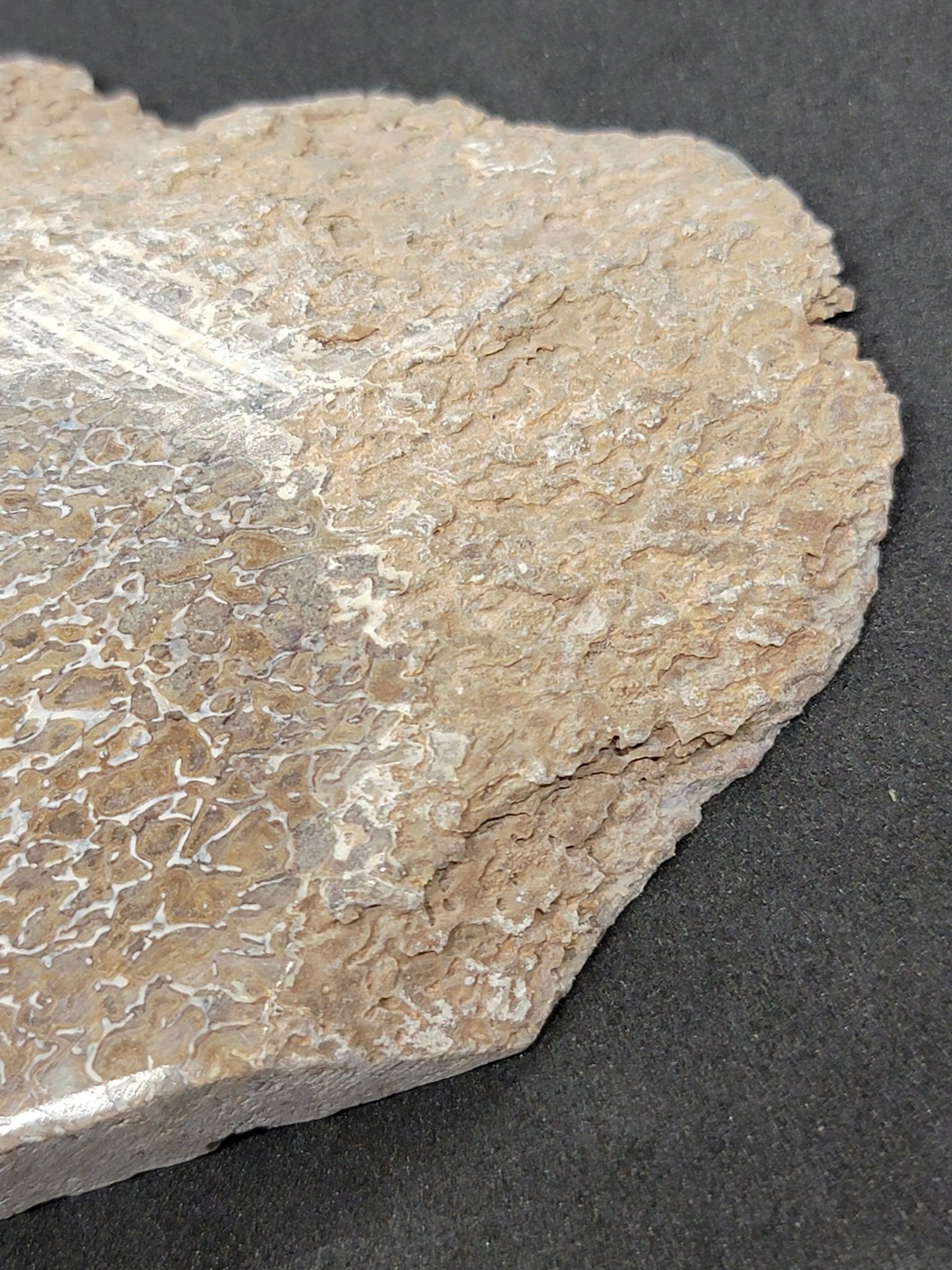 Dinosaur Fossils For Sale | InStoneFossils.com — In Stone Fossils